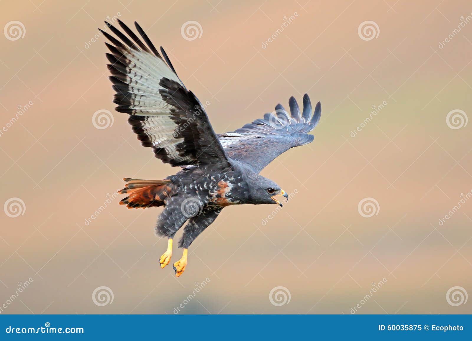 Poiana Dello Sciacallo in Volo Immagine Stock - Immagine di volo ...