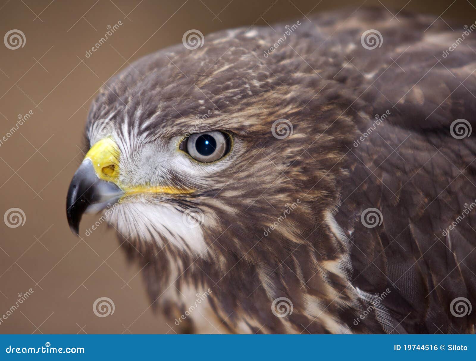 Poiana - Particolare Della Testa Fotografia Stock - Immagine di occhio ...