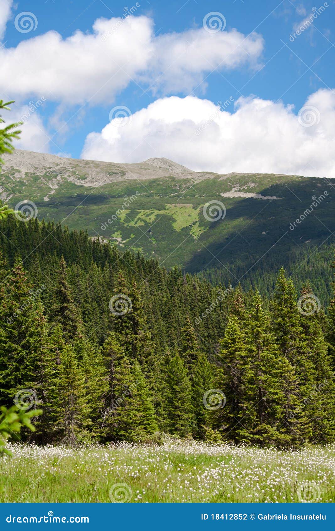Poiana Pelegii stock photo. Image of nature, carpathians - 18412852