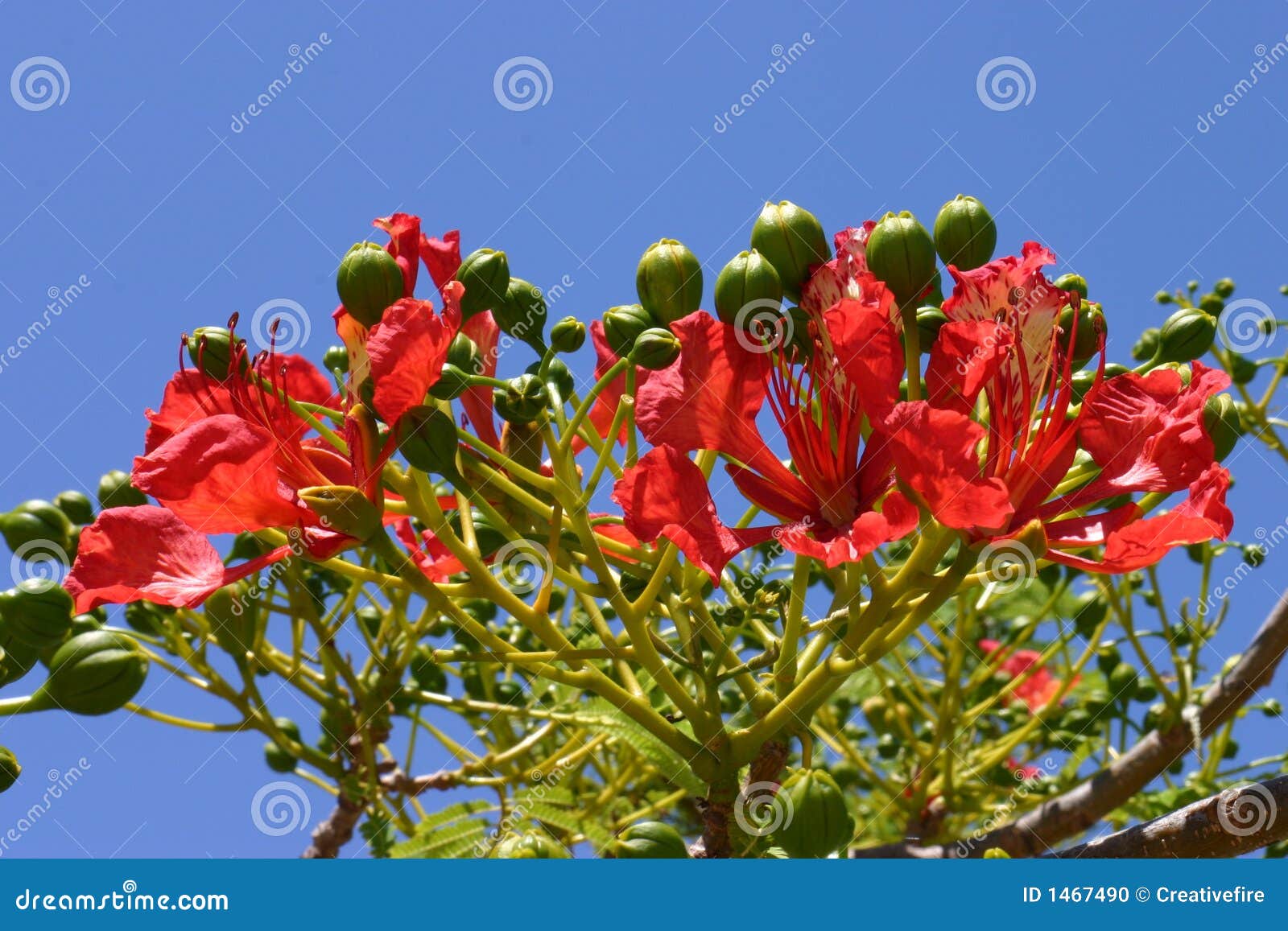 Poinciana Flowers stock photo. Image of summer, nature - 1467490