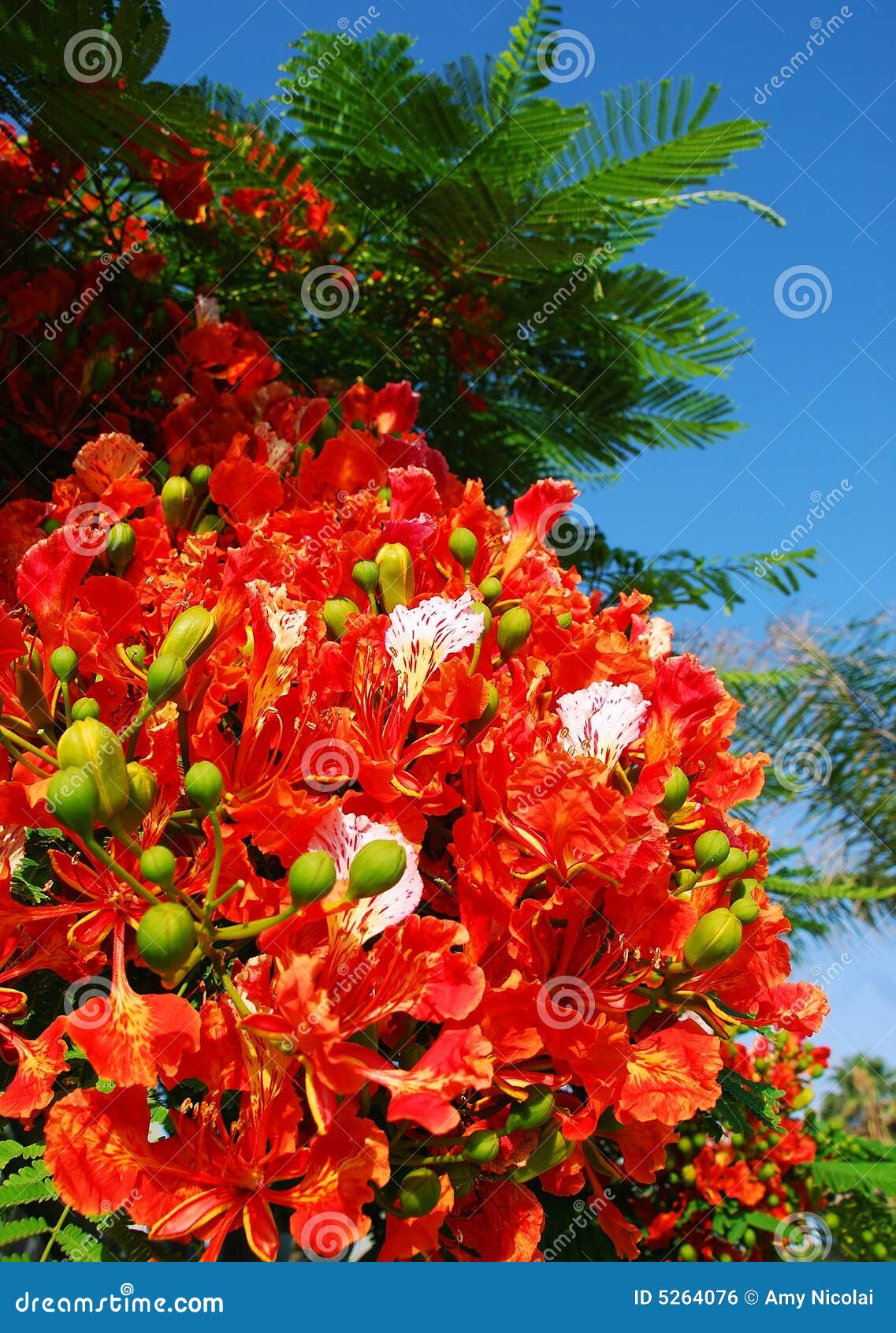 Poinciana flowers stock photo. Image of bright, flamboyant - 5264076