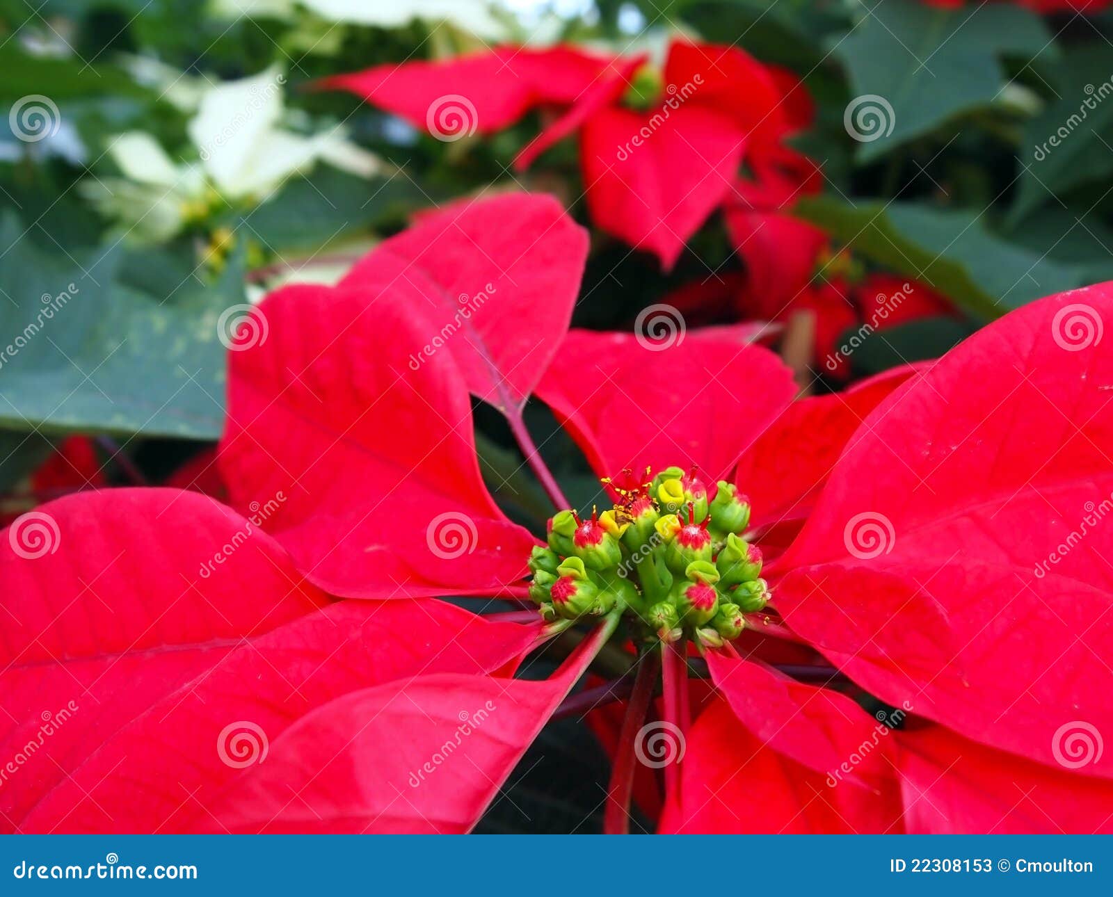 Poinsetta Close-Up stock image. Image of yule, poinsetta - 22308153