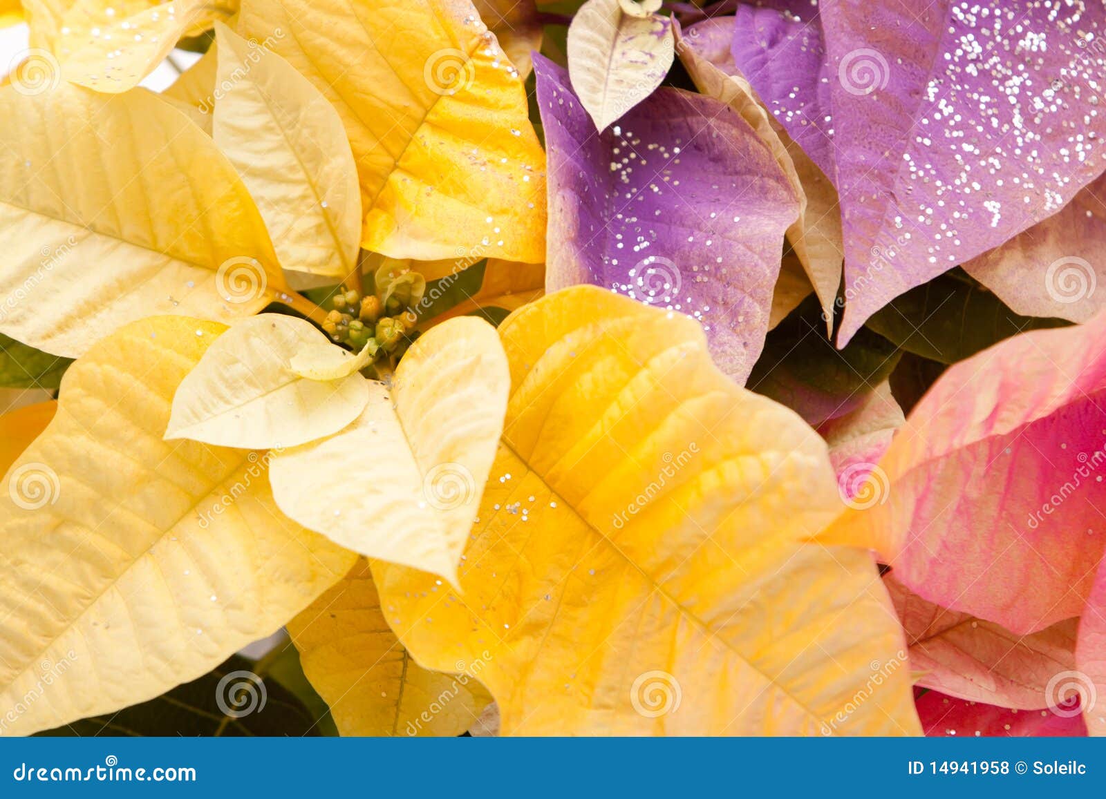 Poinsettia stock photo. Image of poinsettia, colorful - 14941958