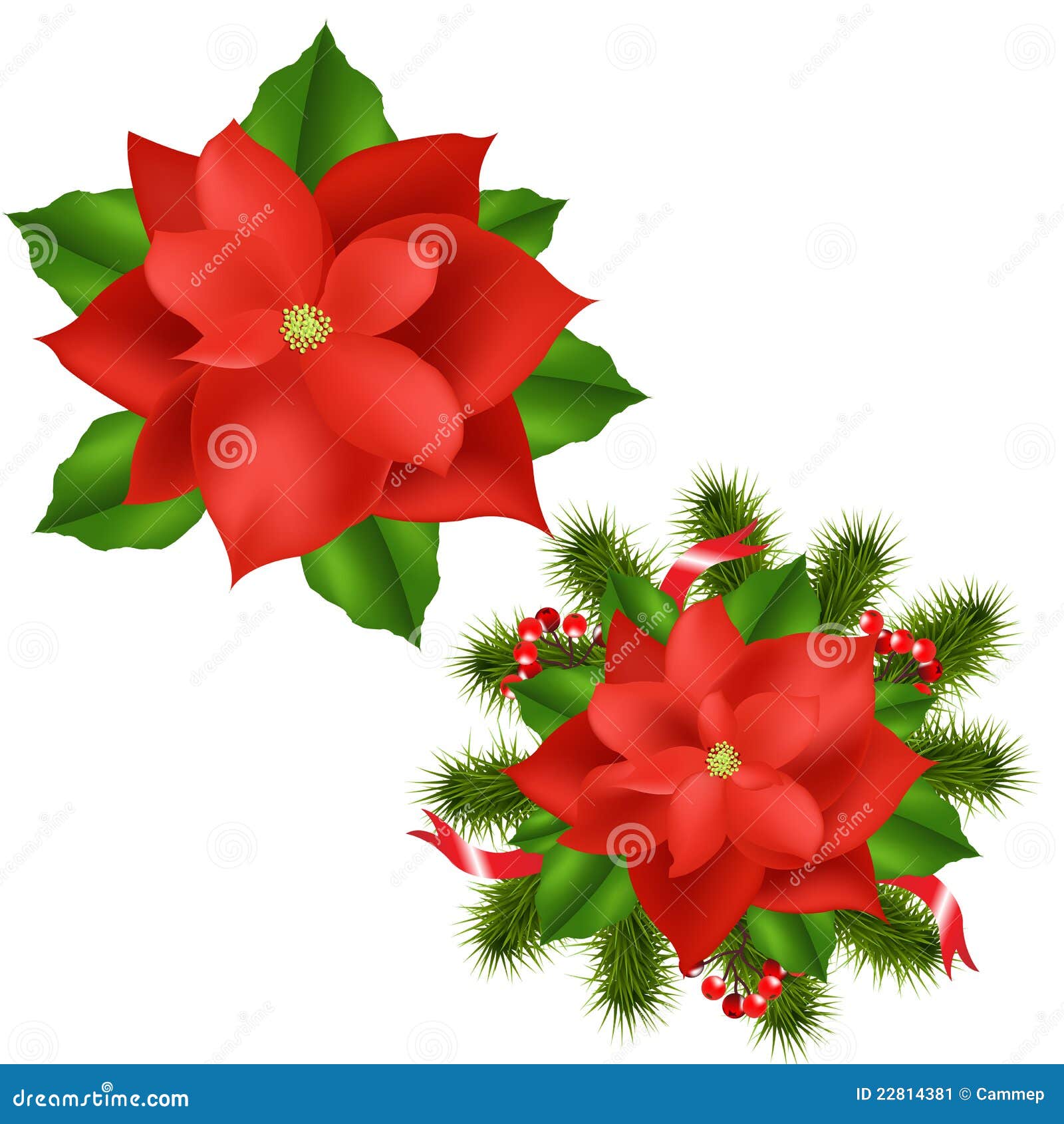 Poinsettia stock vector. Illustration of flower, event - 22814381