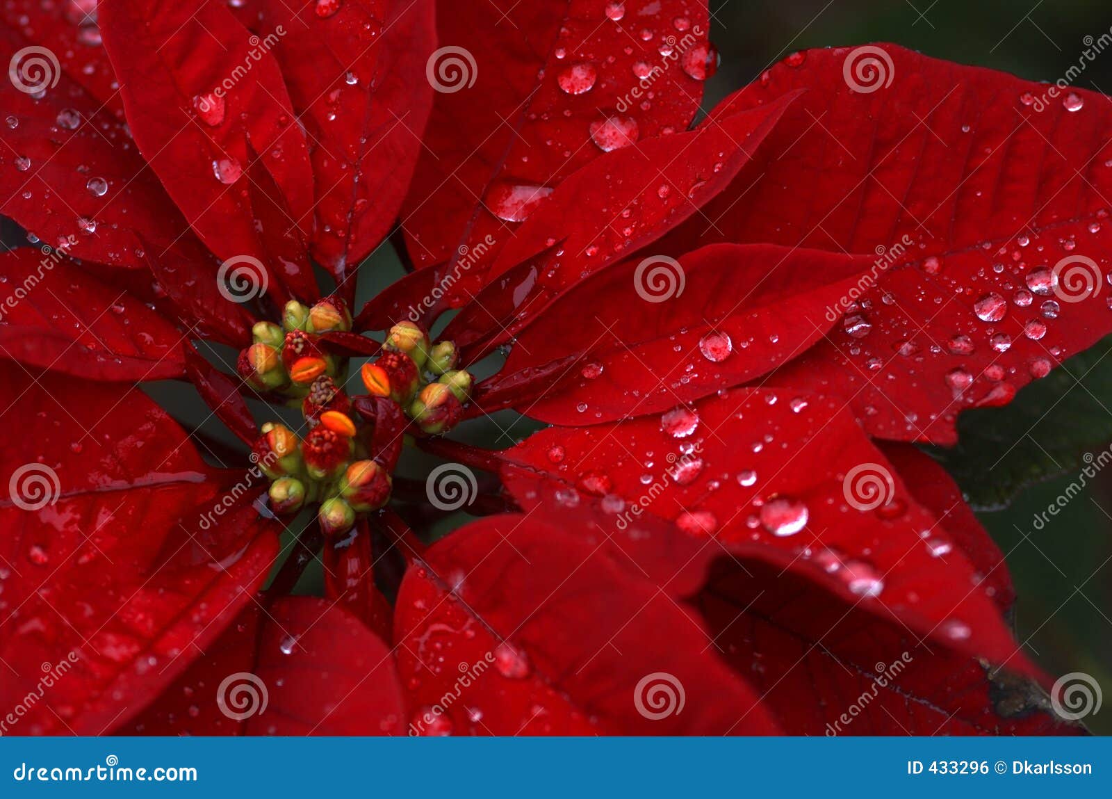 Poinsettia stock photo. Image of poinsettia, colorful, festive - 433296