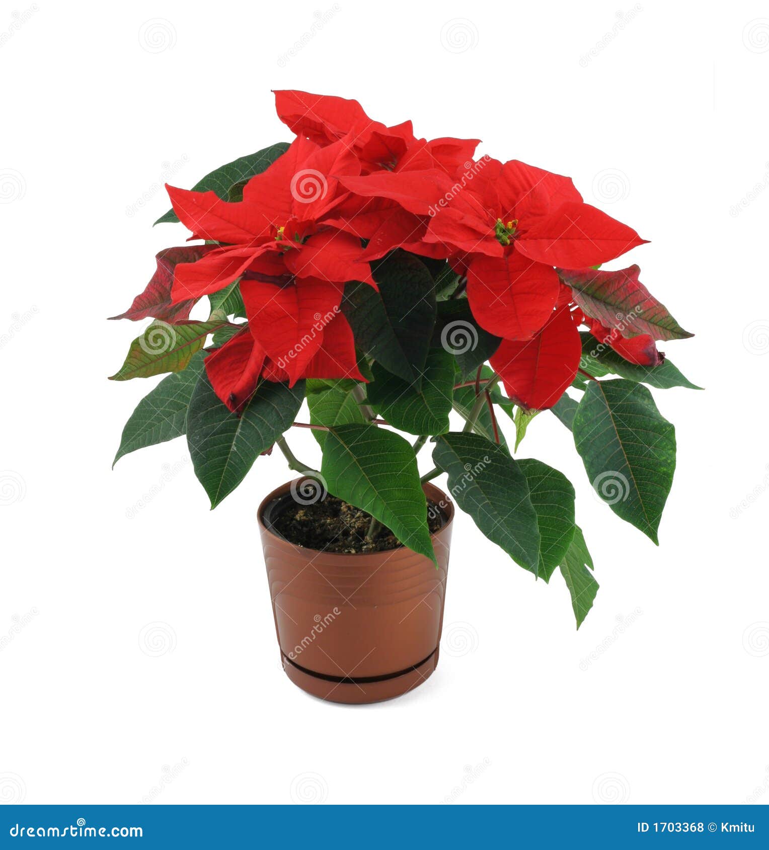 Poinsettia Flower Isolated on White Stock Photo - Image of plant, close ...