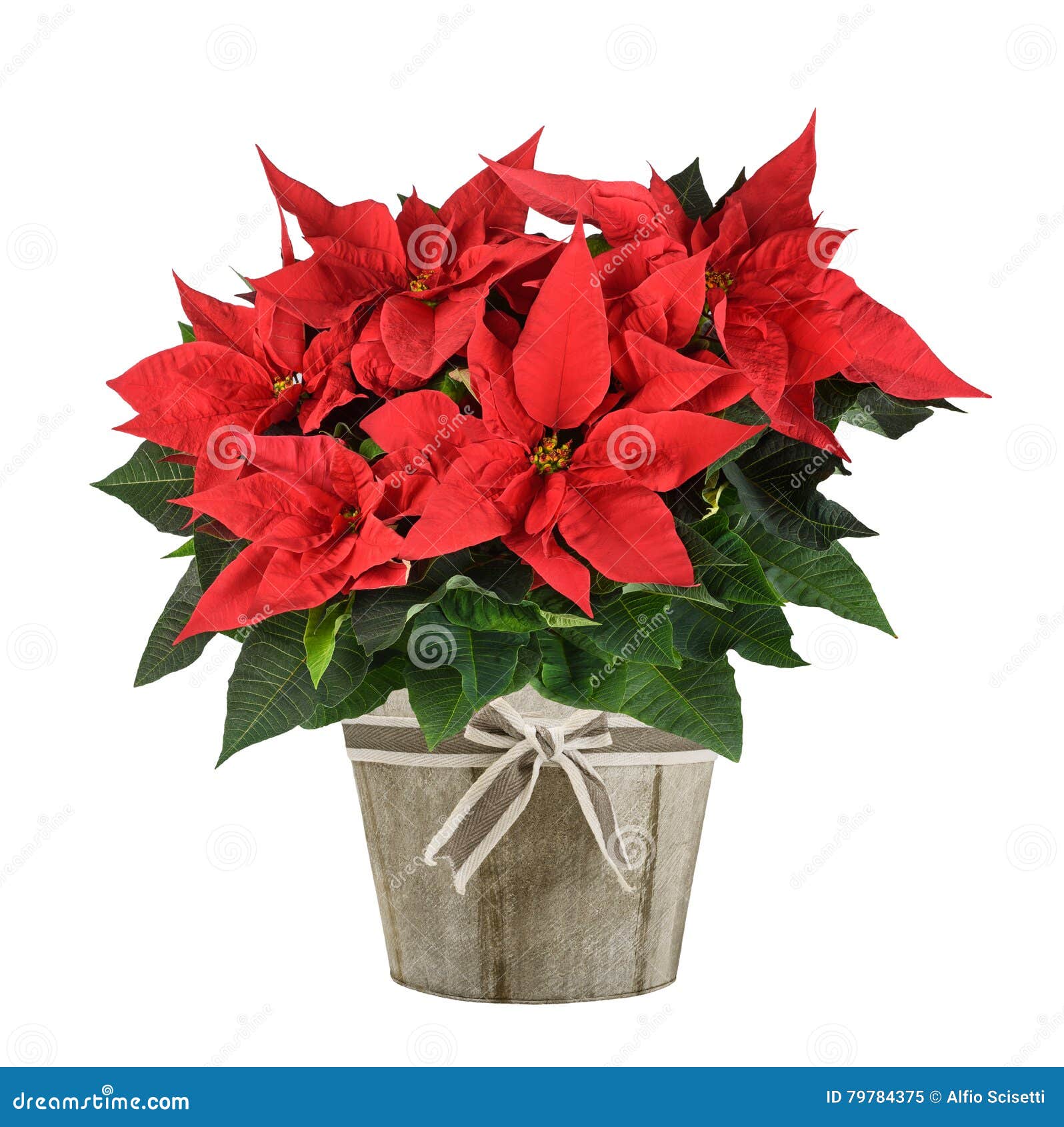 Poinsettia Plant Stock Image Image Of Vase Flowers 79784375