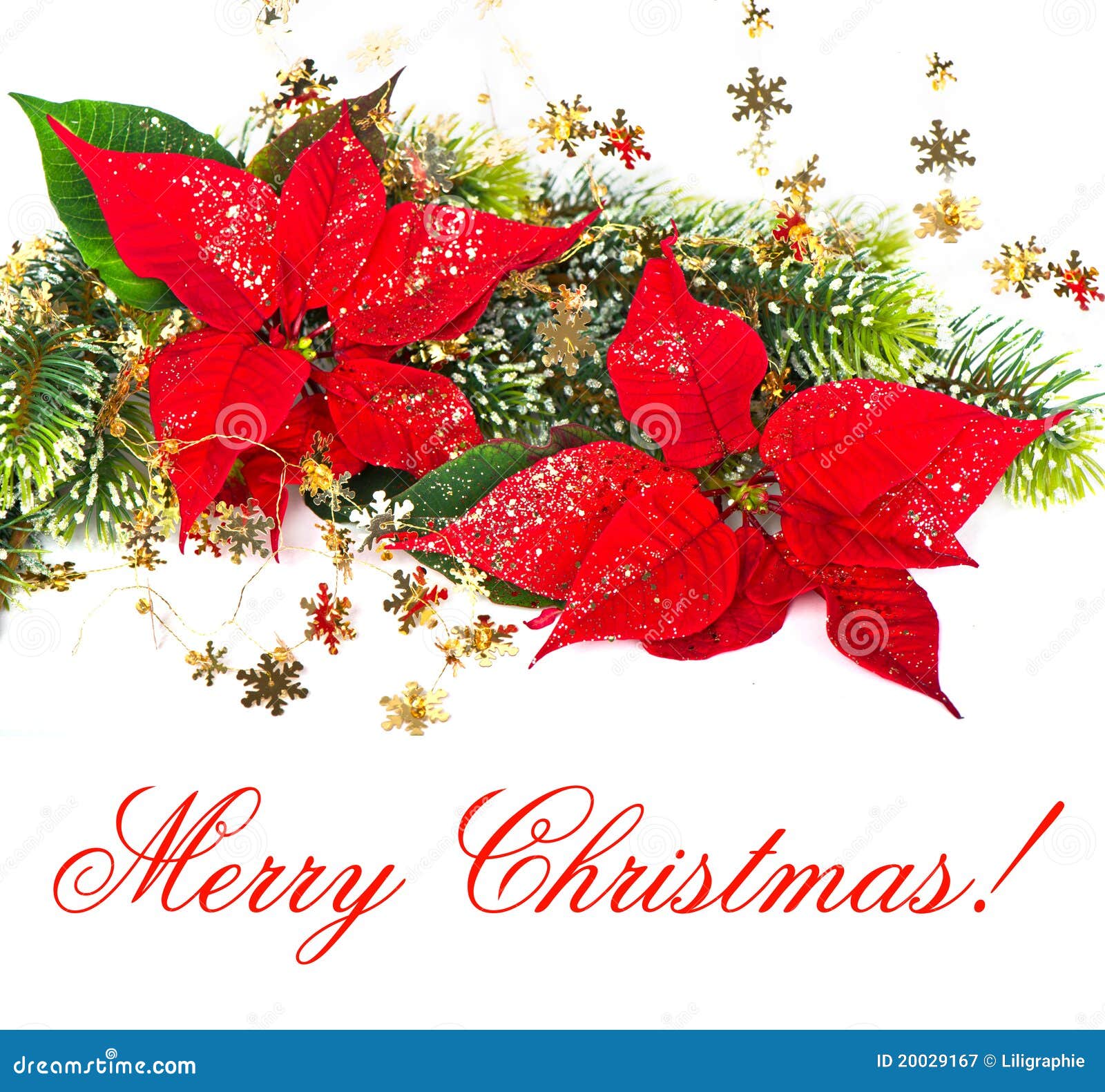 Poinsettia Rojo. Flor De La Navidad Imagen de archivo - Imagen de ...