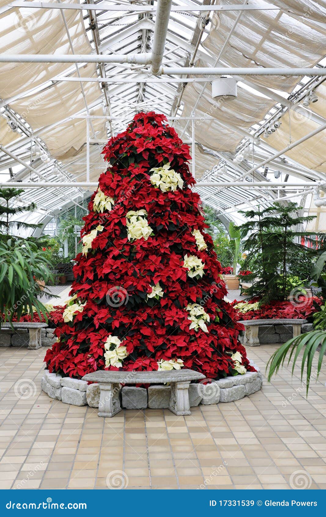 Poinsettia Tree stock image. Image of holiday, flowers - 17331539