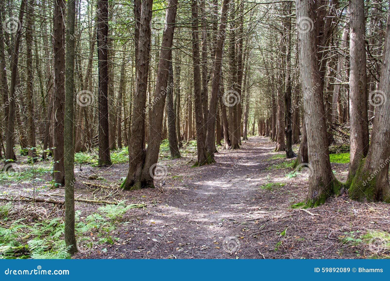 Point Au Roche State Park stock image. Image of trees - 59892089