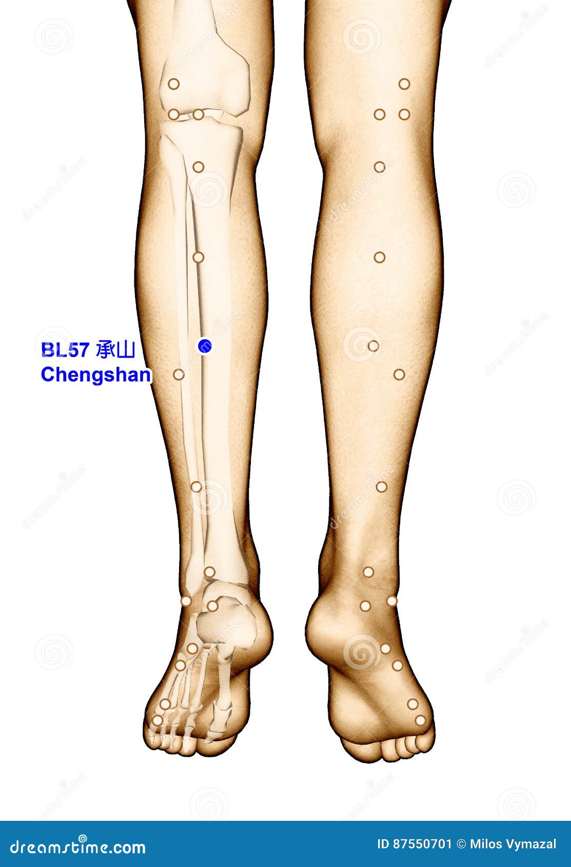 Point BL57 Chengshan, D'acuponcture De Dessin Illustration 3D ...