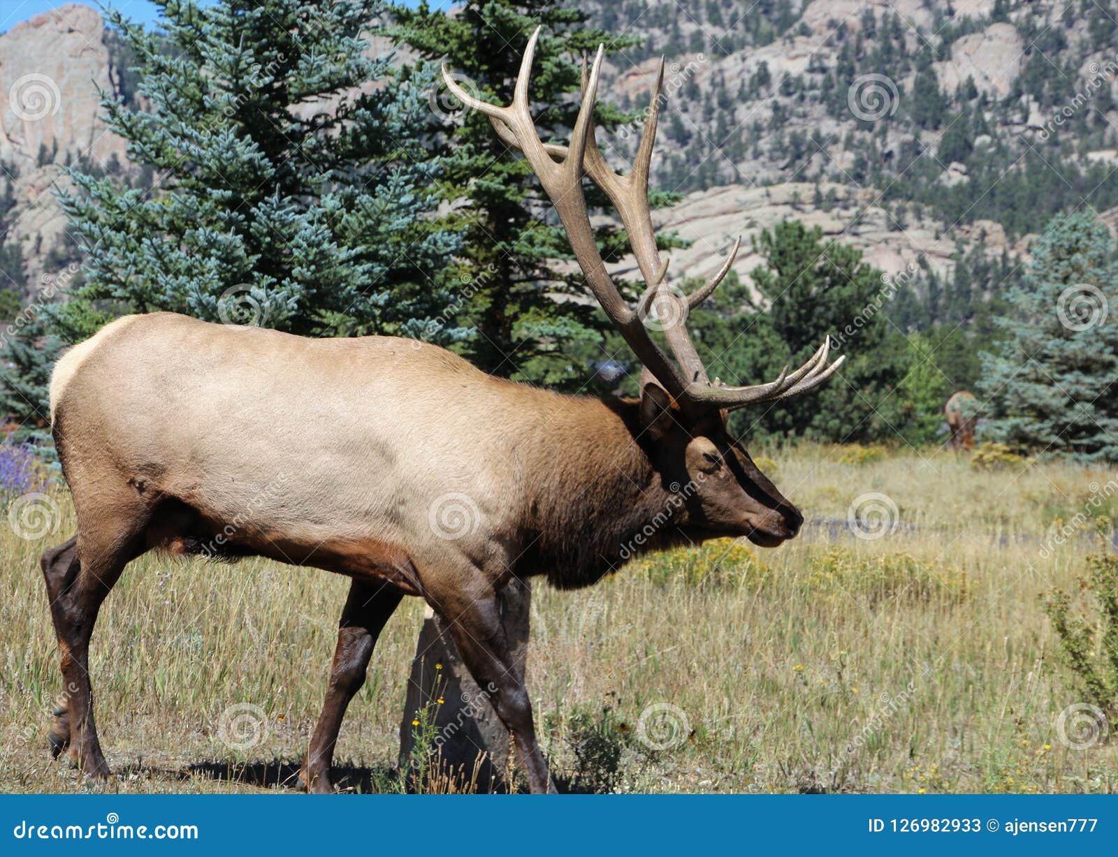 Bull Elk in Colorado stock image. Image of approaching - 126982933