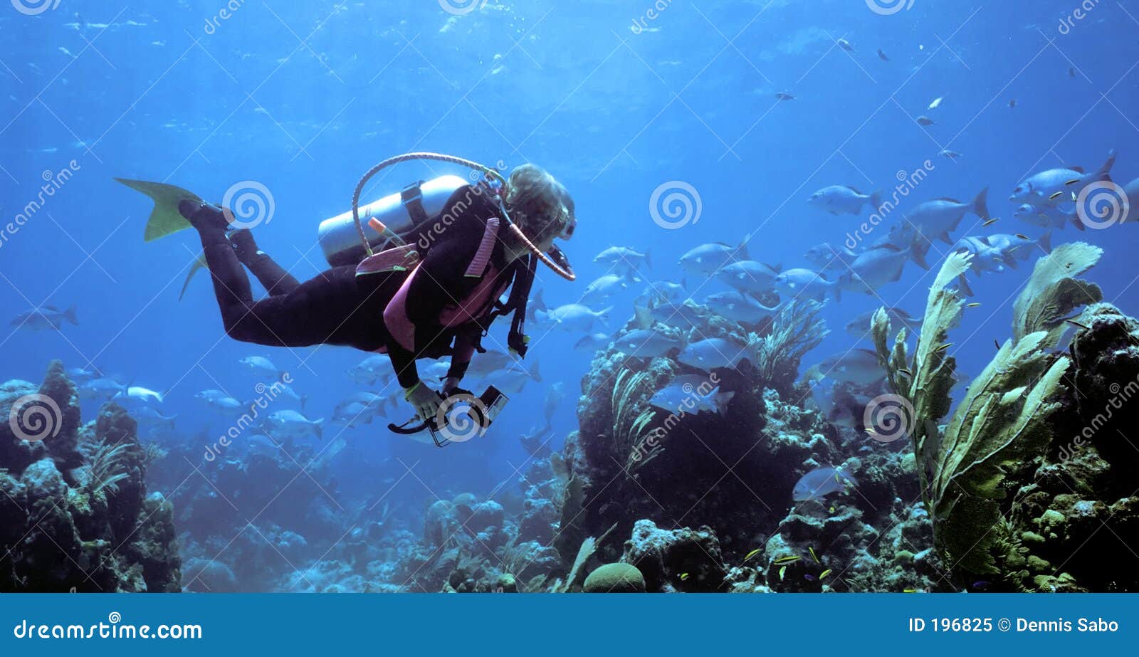 Point de vue de plongeurs image stock. Image du aventure - 196825