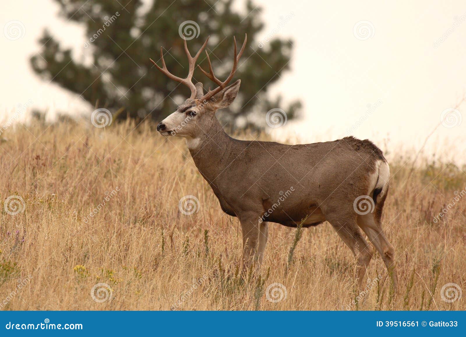 10-point Deer Buck stock image. Image of antlers, autumn - 39516561