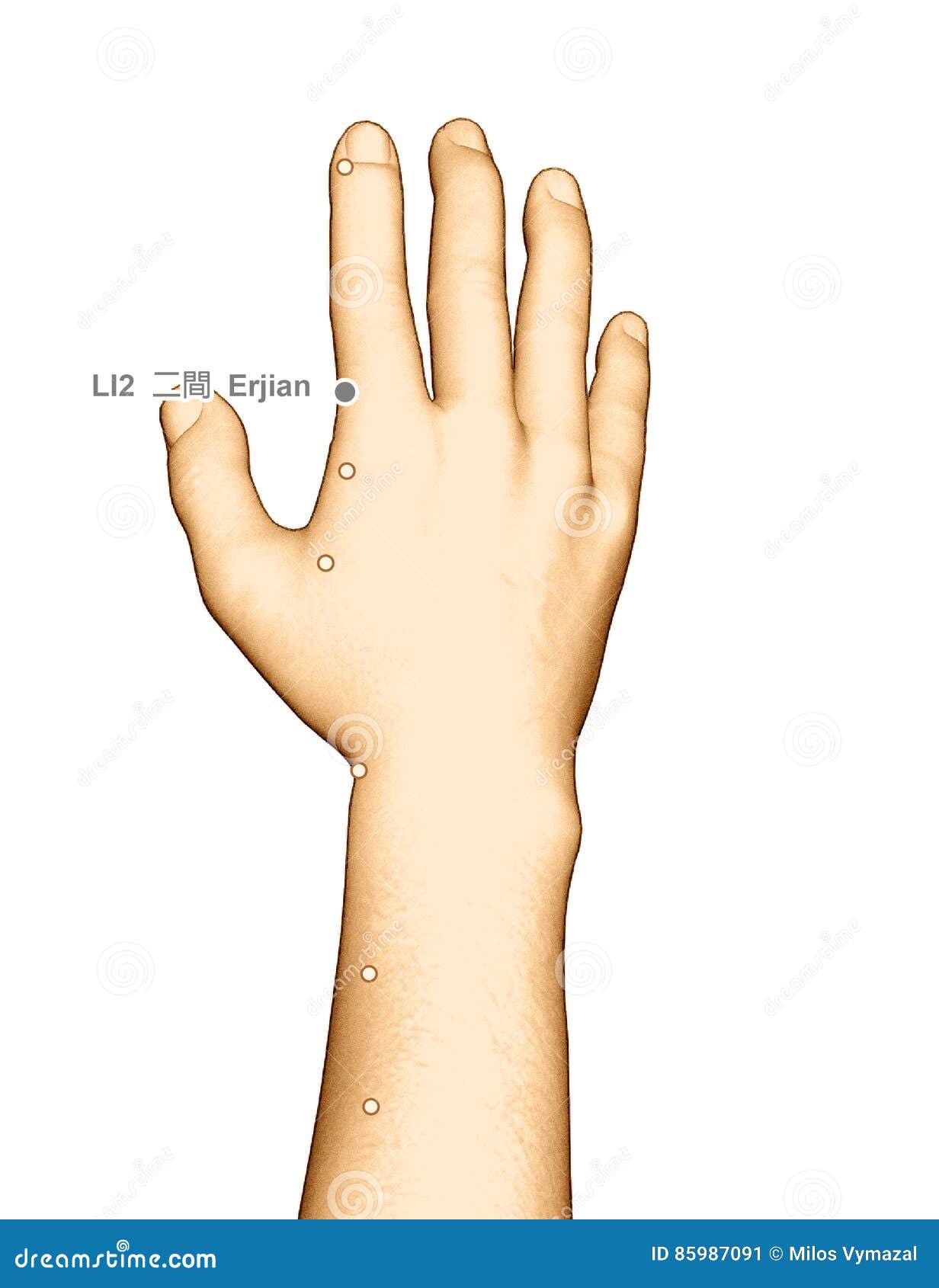 Point LI2 Erjian, D'acuponcture De Dessin Illustration 3D Illustration ...