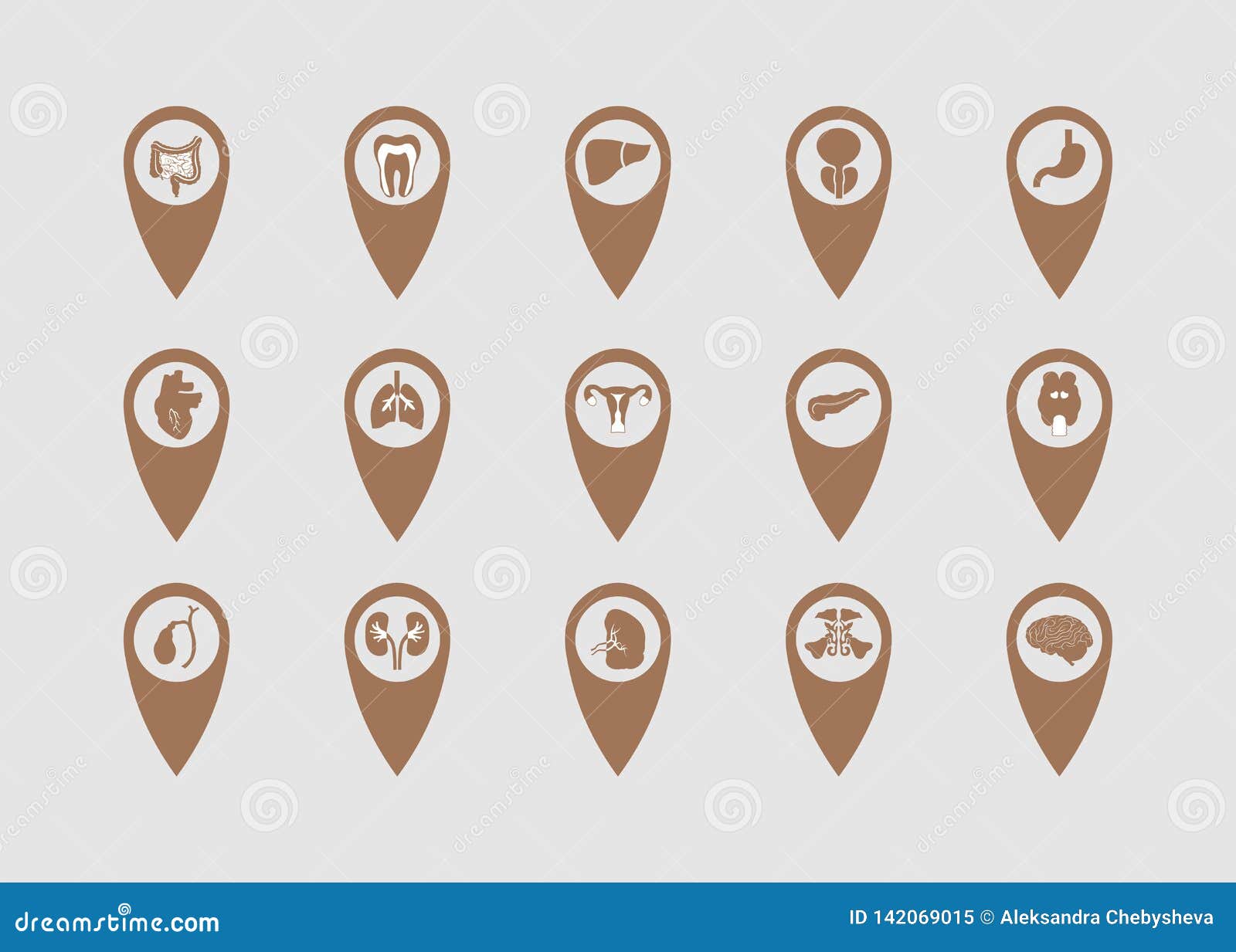 Location Organs In Male Body. Physiological Structure Diagram Of Brain ...