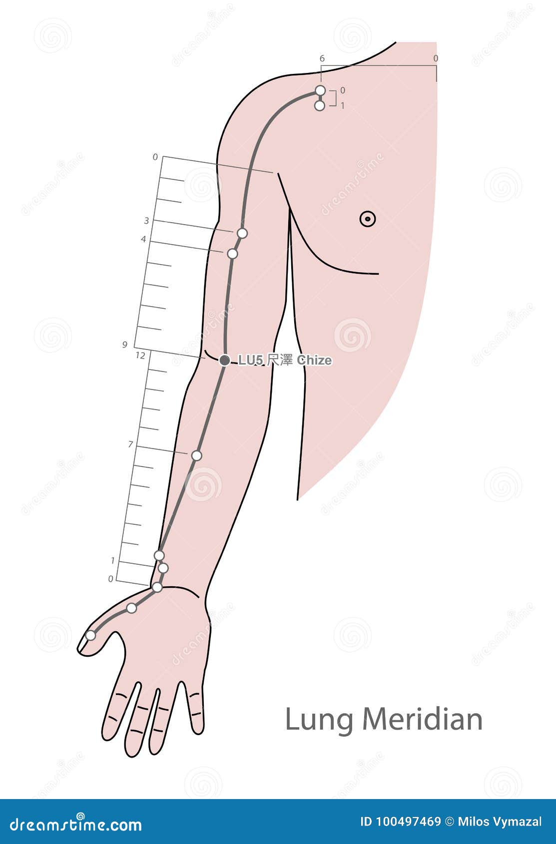 Point LU5 Chize, D'acuponcture De Dessin Illustration 3D Illustration ...