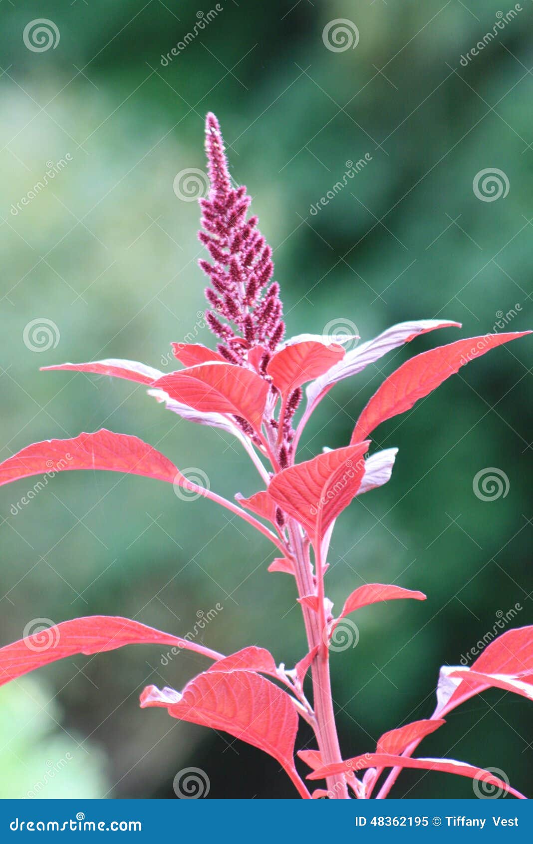 Point of the Plant stock image. Image of polson, british - 48362195