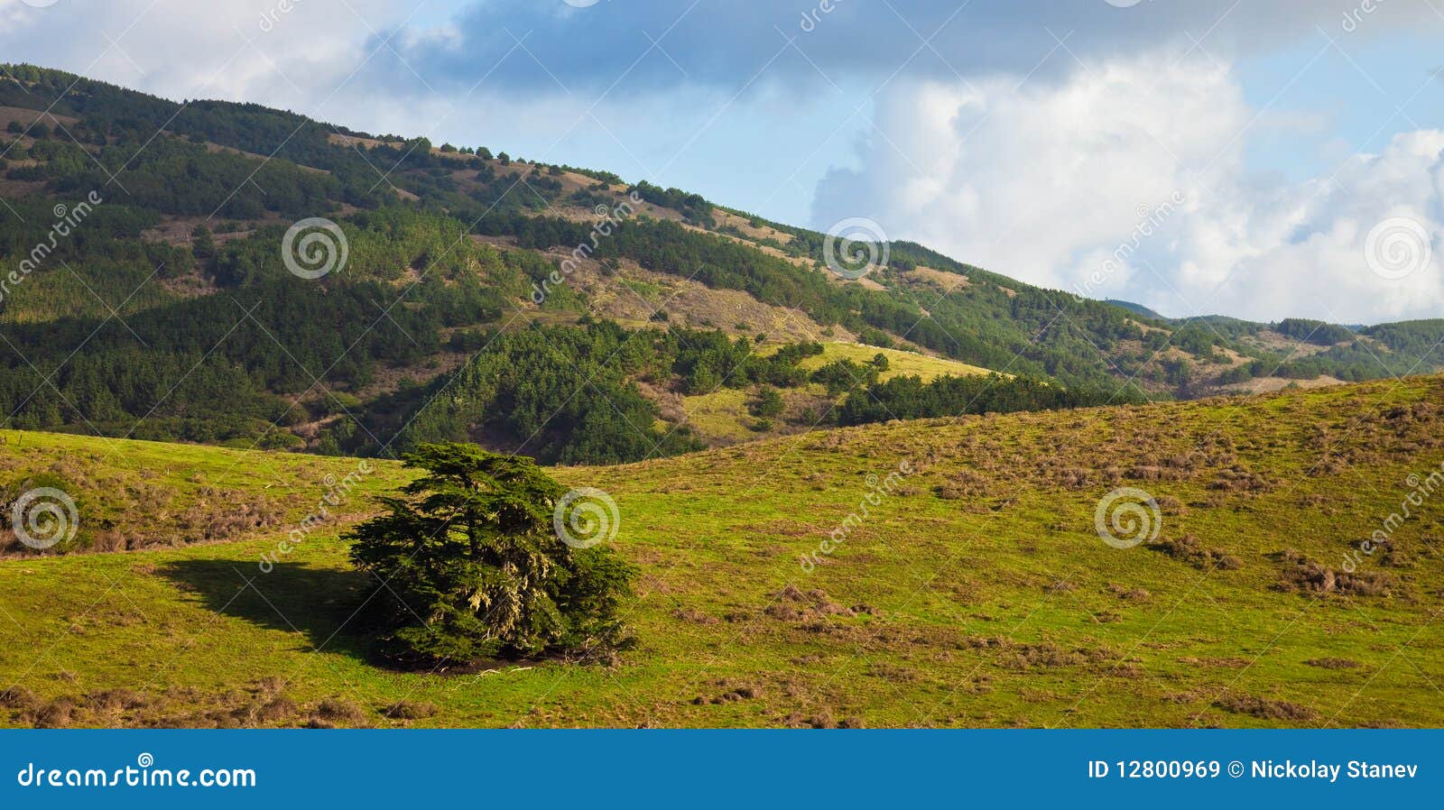 Point Reyes Landscape stock image. Image of yellow, nature - 12800969