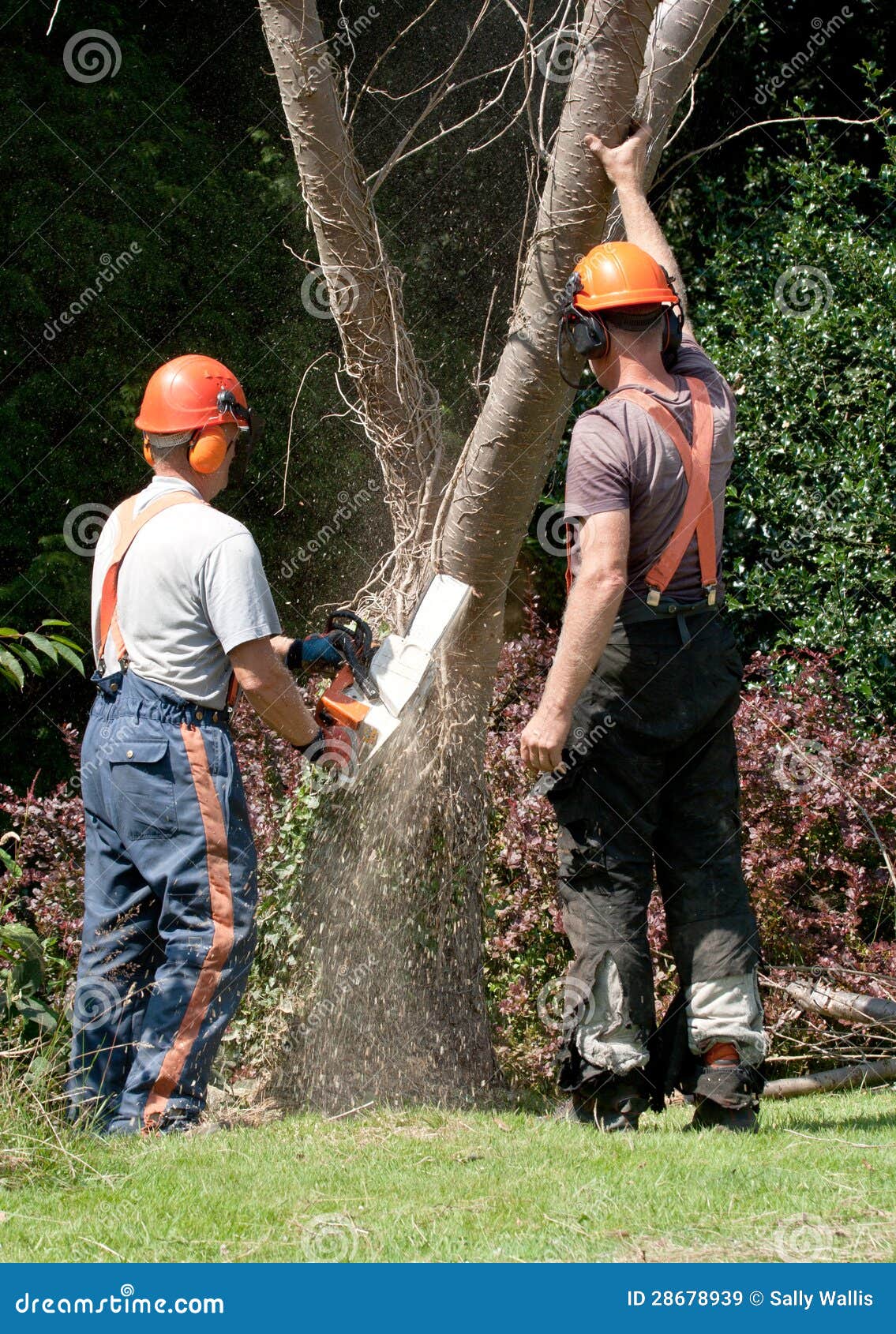 Point of Saw Embedded in Tree Stock Image - Image of earmuffs ...
