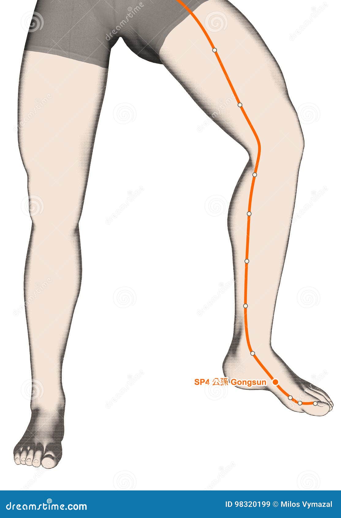 Point SP4 Gongsun, D'acuponcture De Dessin Illustration 3D Illustration ...