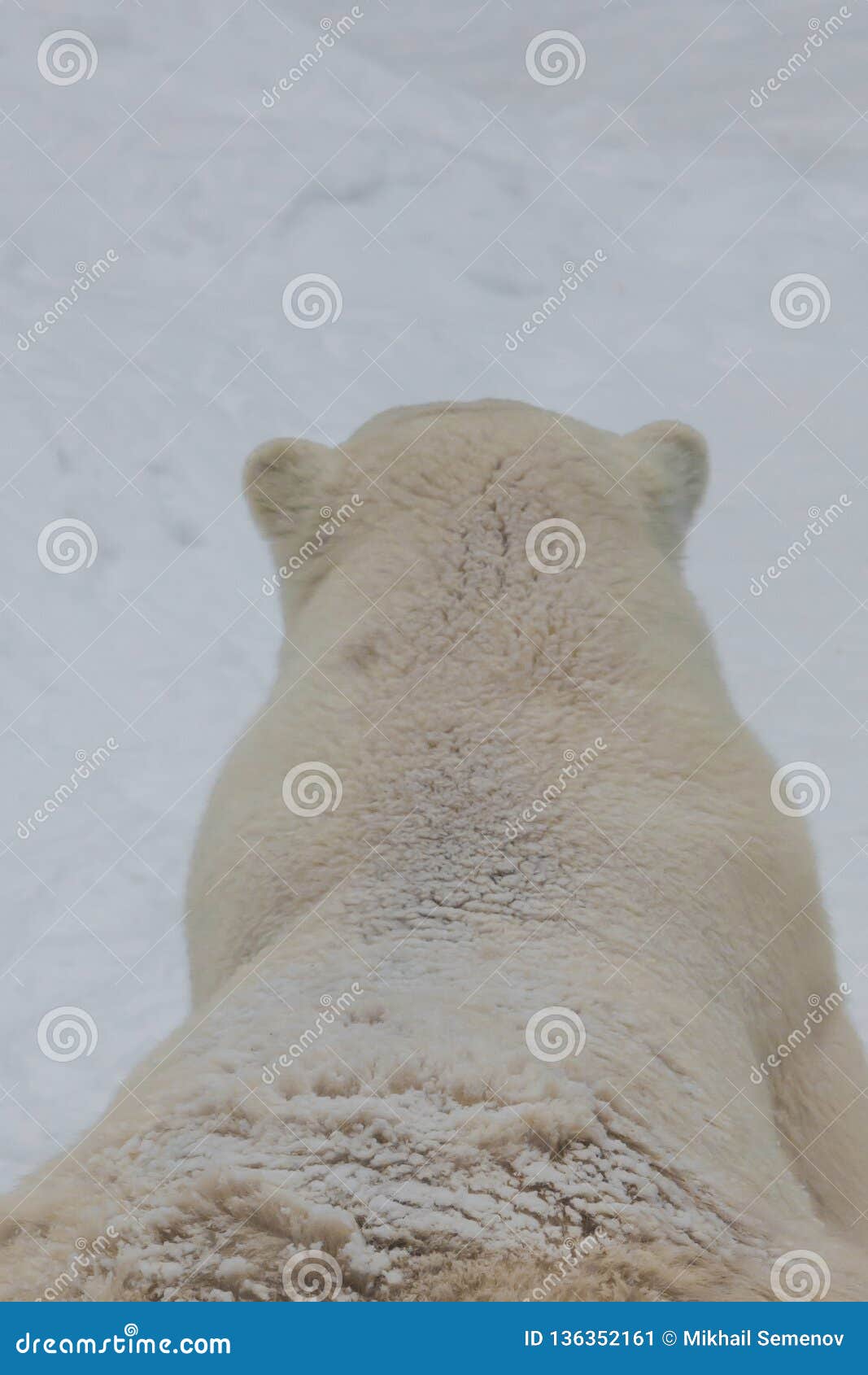 From the Point of View of the Bear Stock Image - Image of northern ...