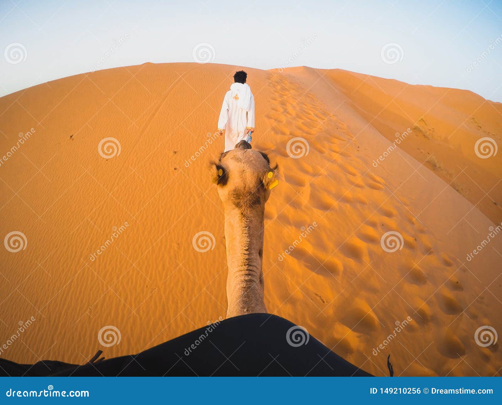 Point of View on Camel in Dessert Stock Photo - Image of view, dunes ...