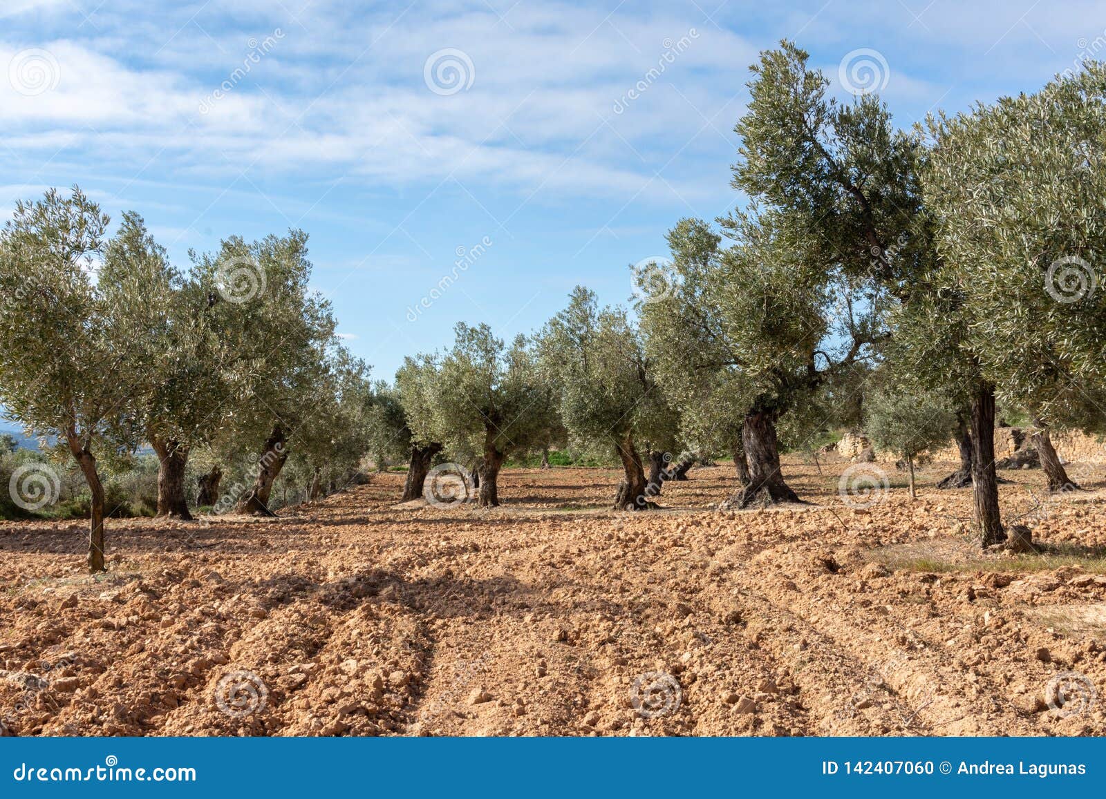 Point of View of a Field of Olive Trees Stock Photo - Image of rural ...