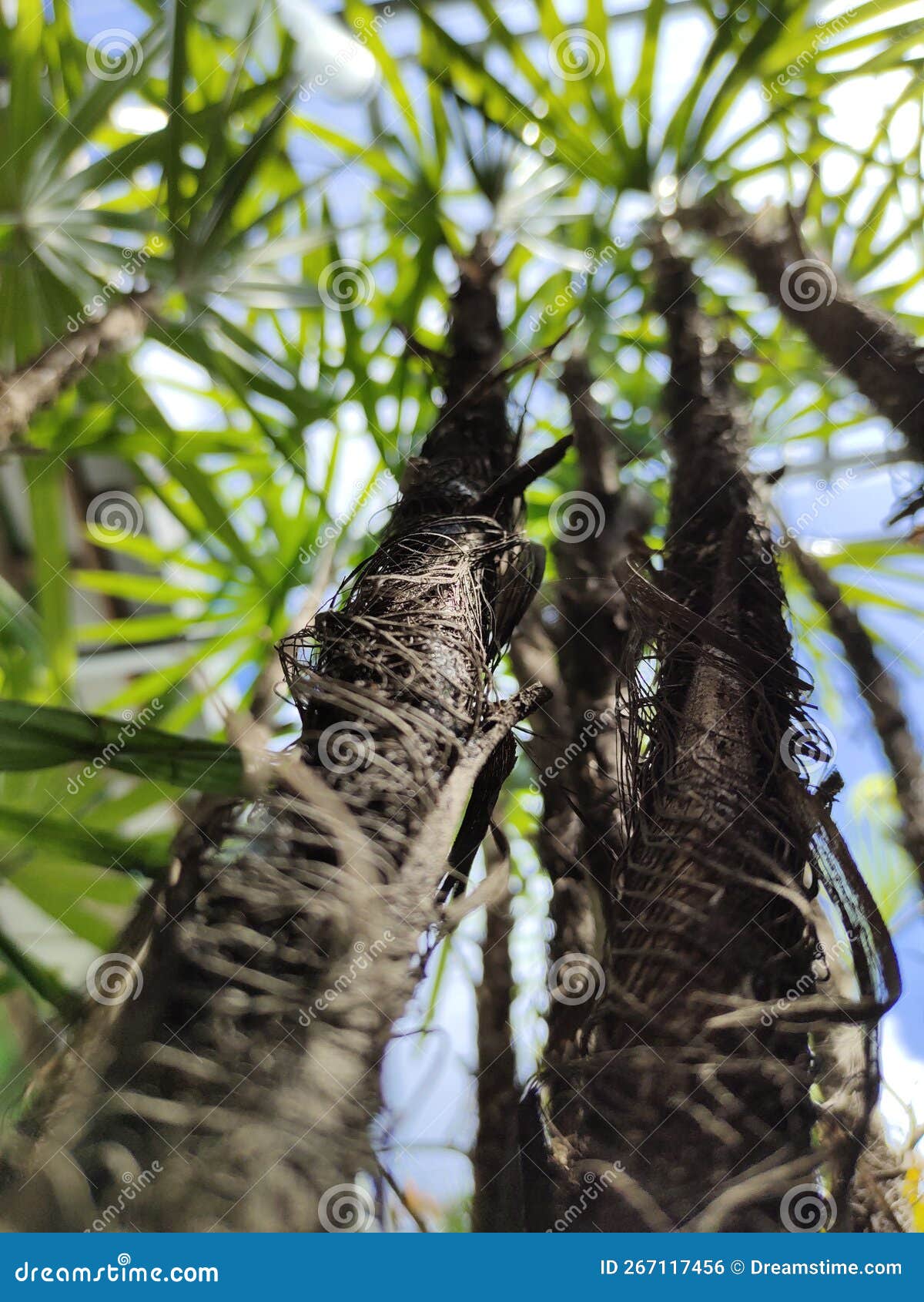 The Point of View of the Frog Under the Plants Stock Photo - Image of ...