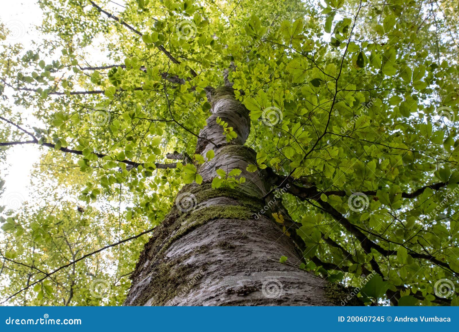 Point of View of Green Trees with the Sky Behind Upwards Stock Image ...