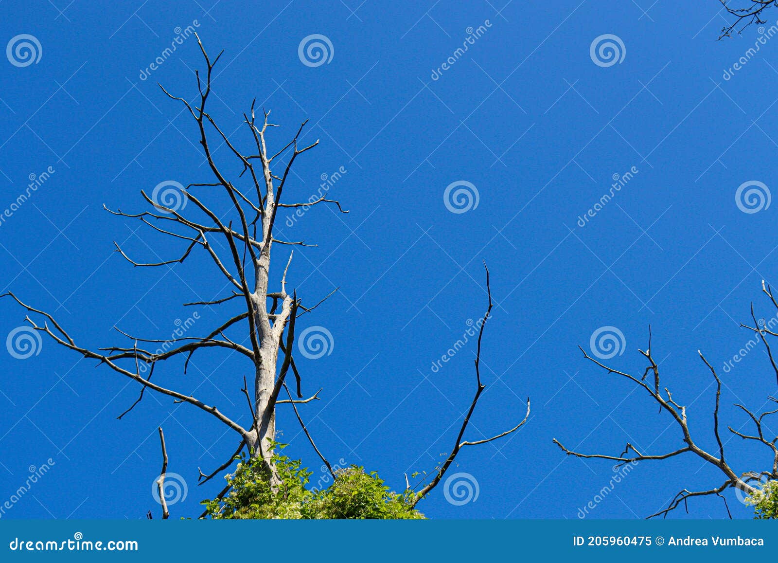 Point of View of Green Trees with the Sky Behind Upwards Stock Image ...