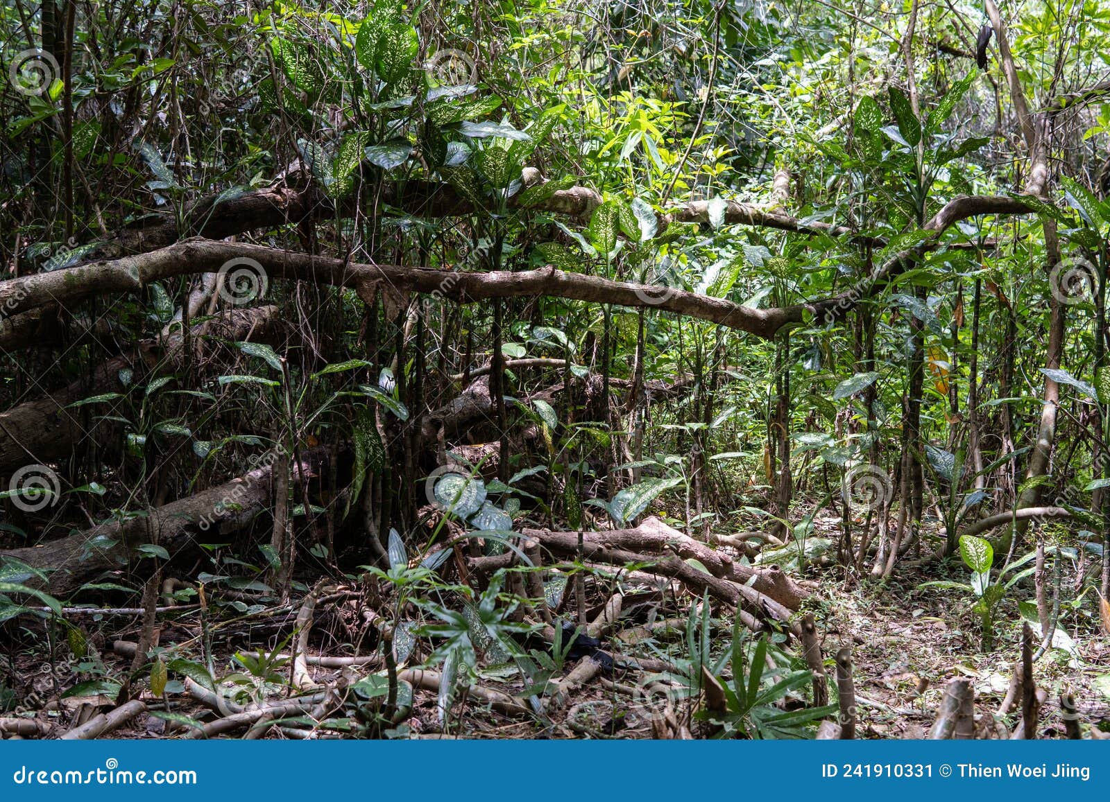 Point of View Image of Nature Rainforest Jungle Stock Image - Image of ...