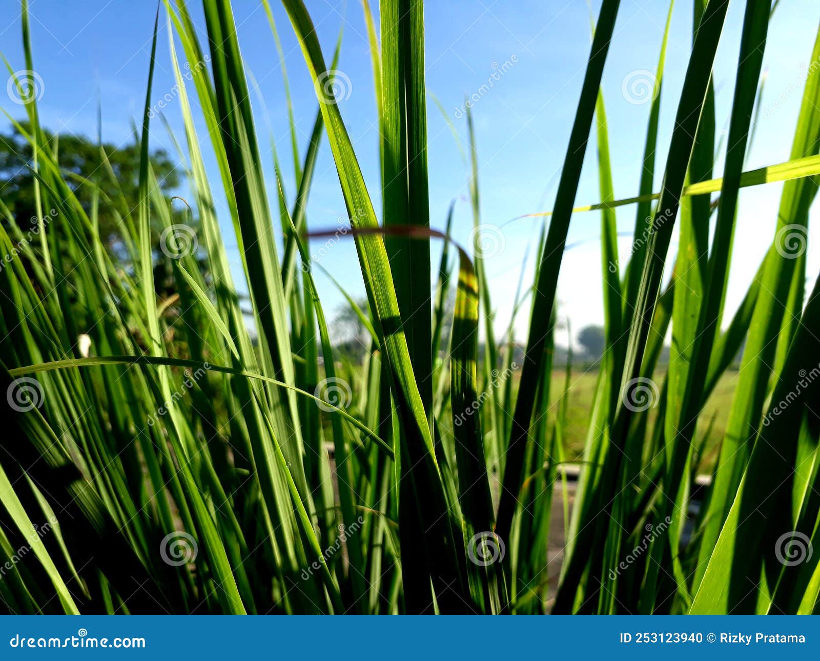 Point of View the Sky from Grass Stock Photo - Image of branch ...