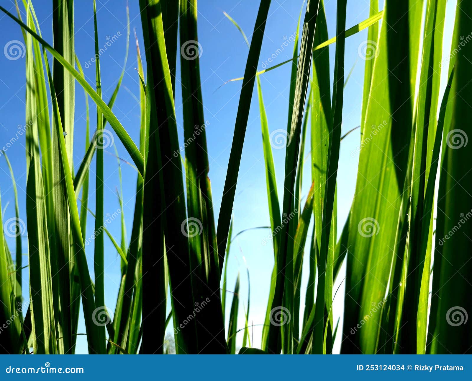 Point of View the Sky from Grass Stock Photo - Image of tree, sunlight ...