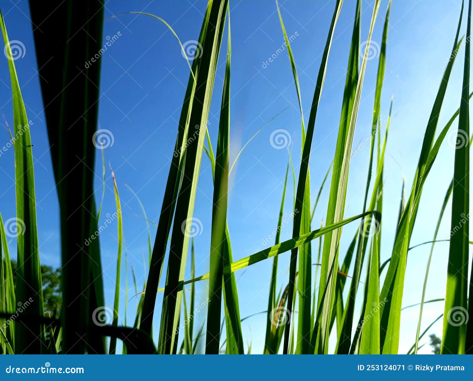 Point of View the Sky from Grass Stock Image - Image of leaf, green ...