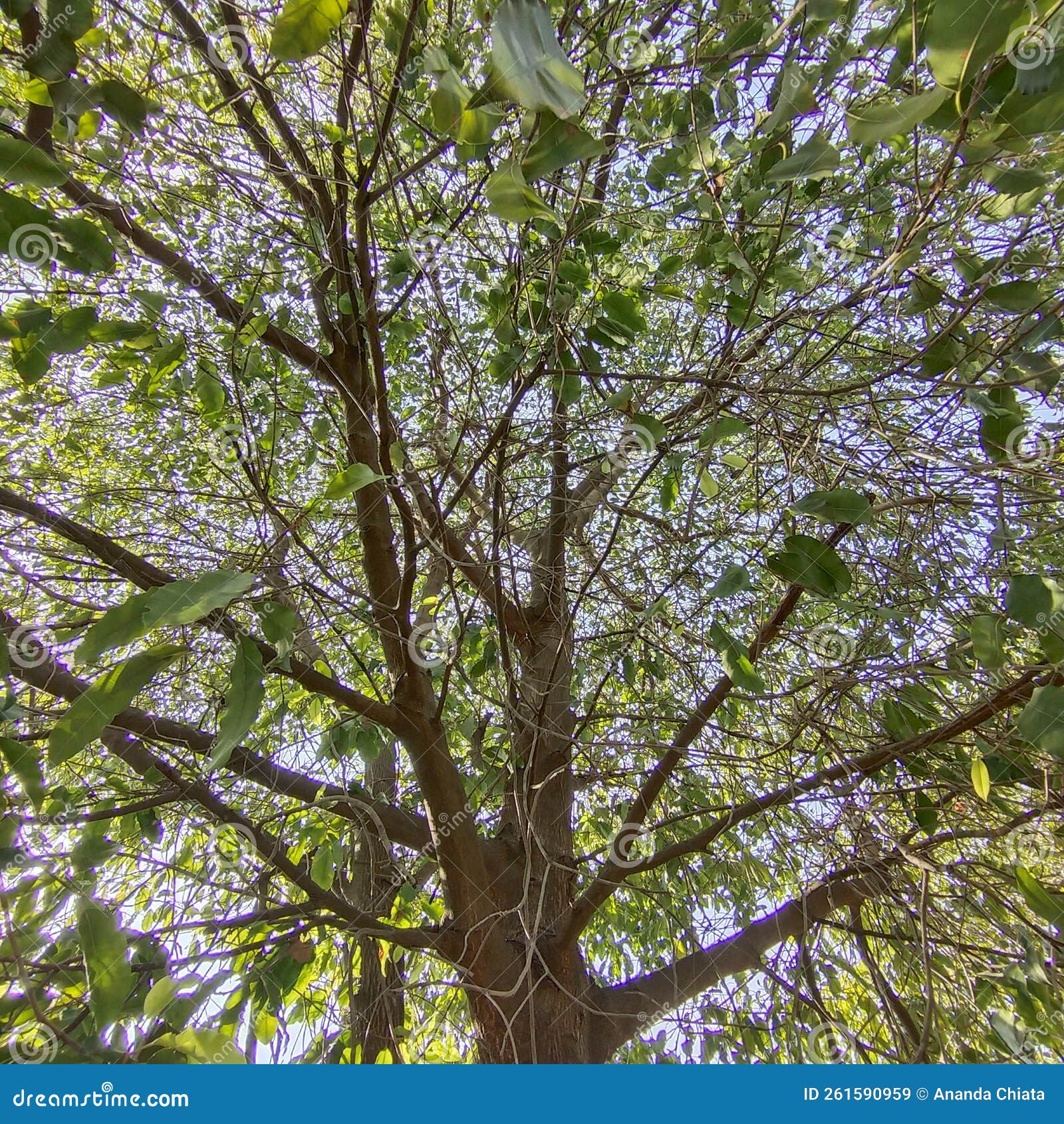 Point of View from Under the Tree Stock Image - Image of sunlight ...