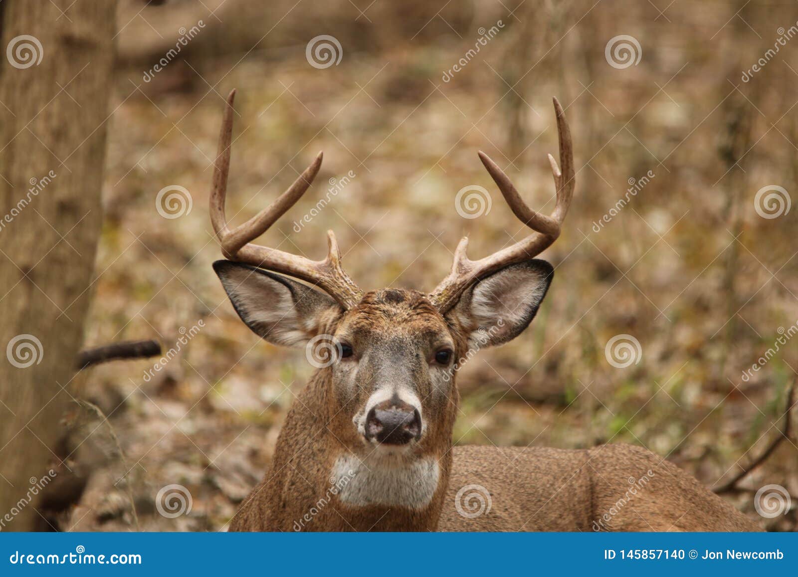 Whitetail Buck stock photo. Image of woods, whitetail - 145857140