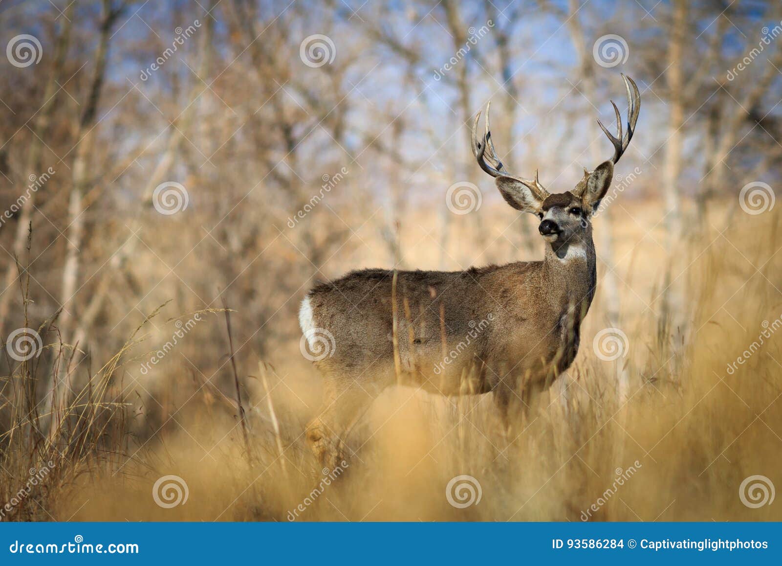 5-pointed Buck Deer Looking Back Stock Photo - Image of wildlife, deer ...