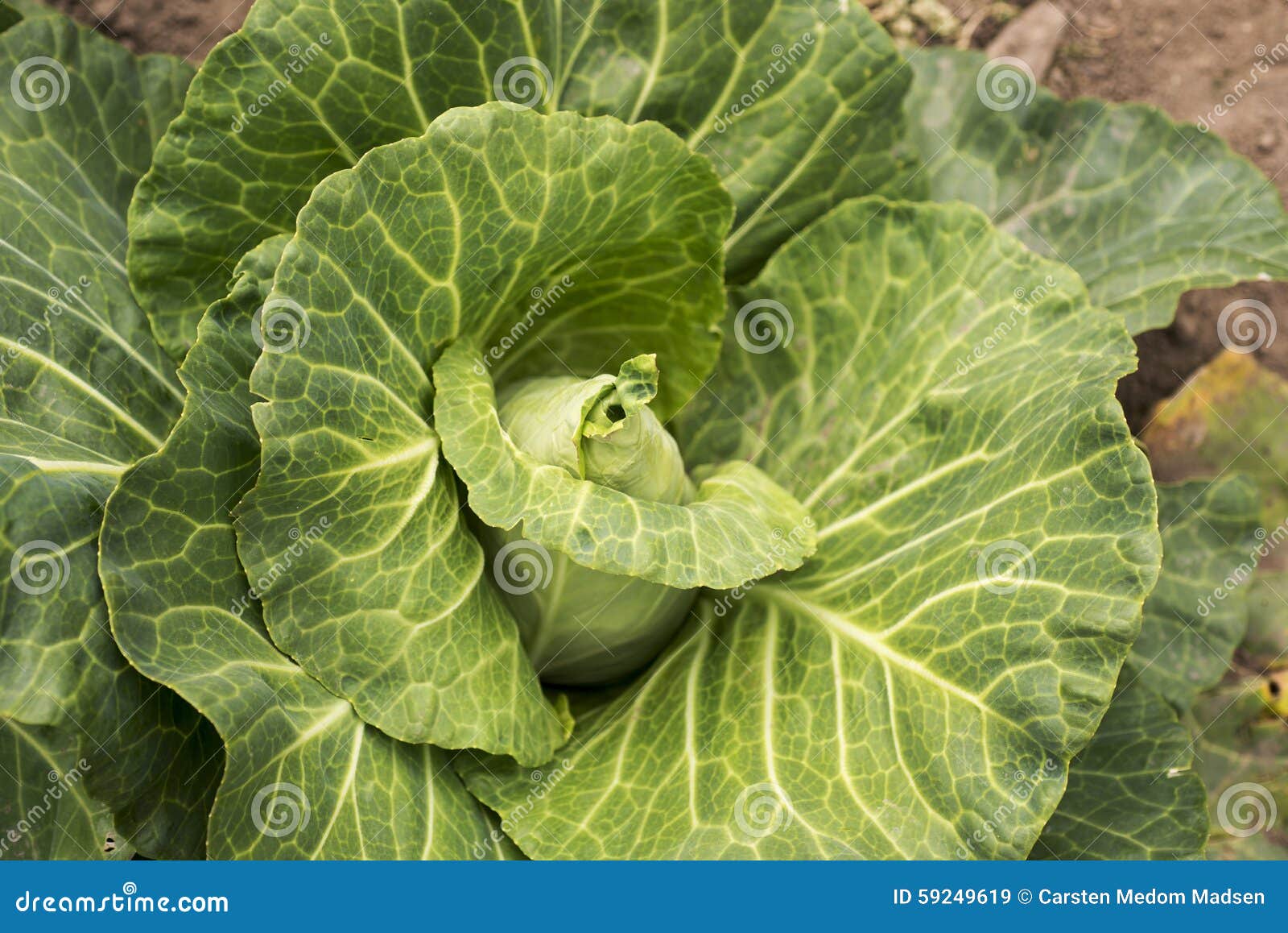 Pointed Cabbage stock image. Image of agriculture, aromatic - 59249619