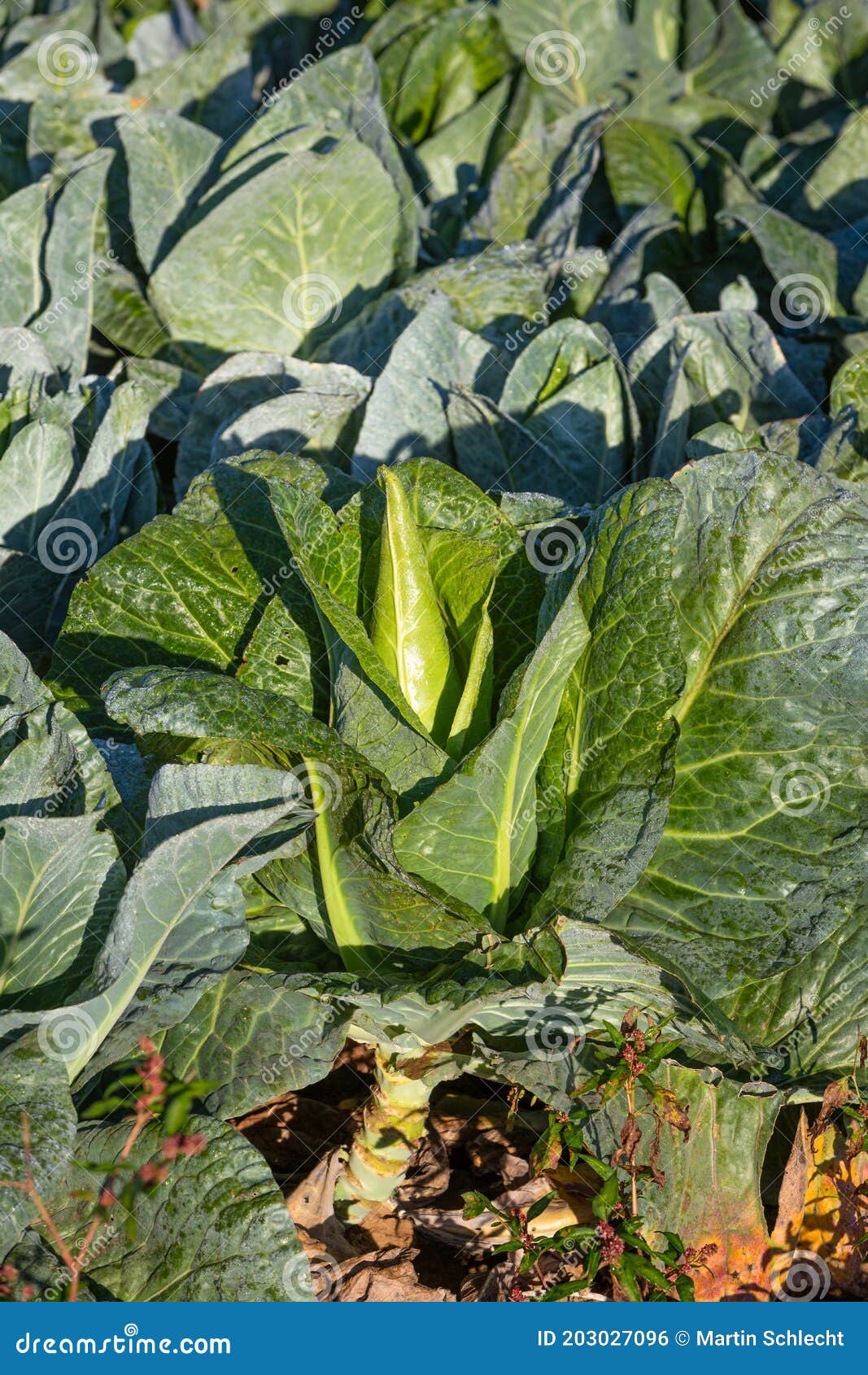 Pointed Cabbage on the Field Stock Photo - Image of outdoor, garden ...