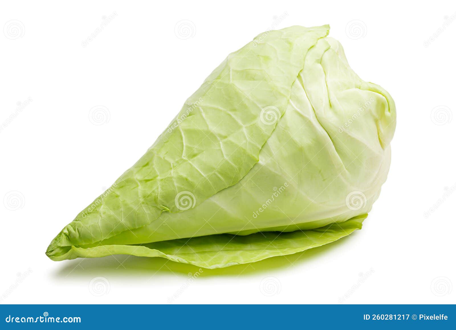 Pointed cabbage isolated stock image. Image of gardening - 260281217