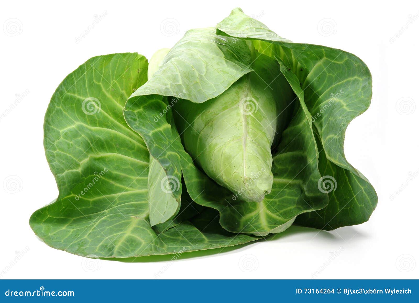 Pointed cabbage stock photo. Image of organic, refine - 73164264