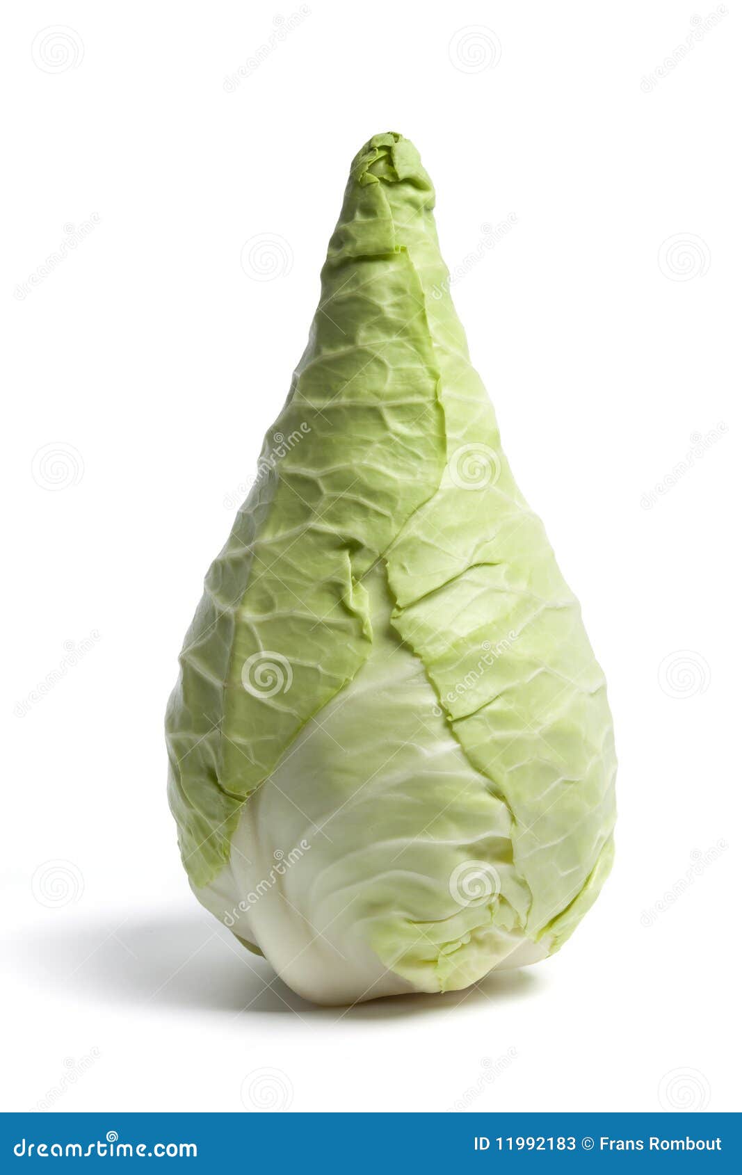 Pointed Cabbage on White Background Stock Image - Image of vertical ...