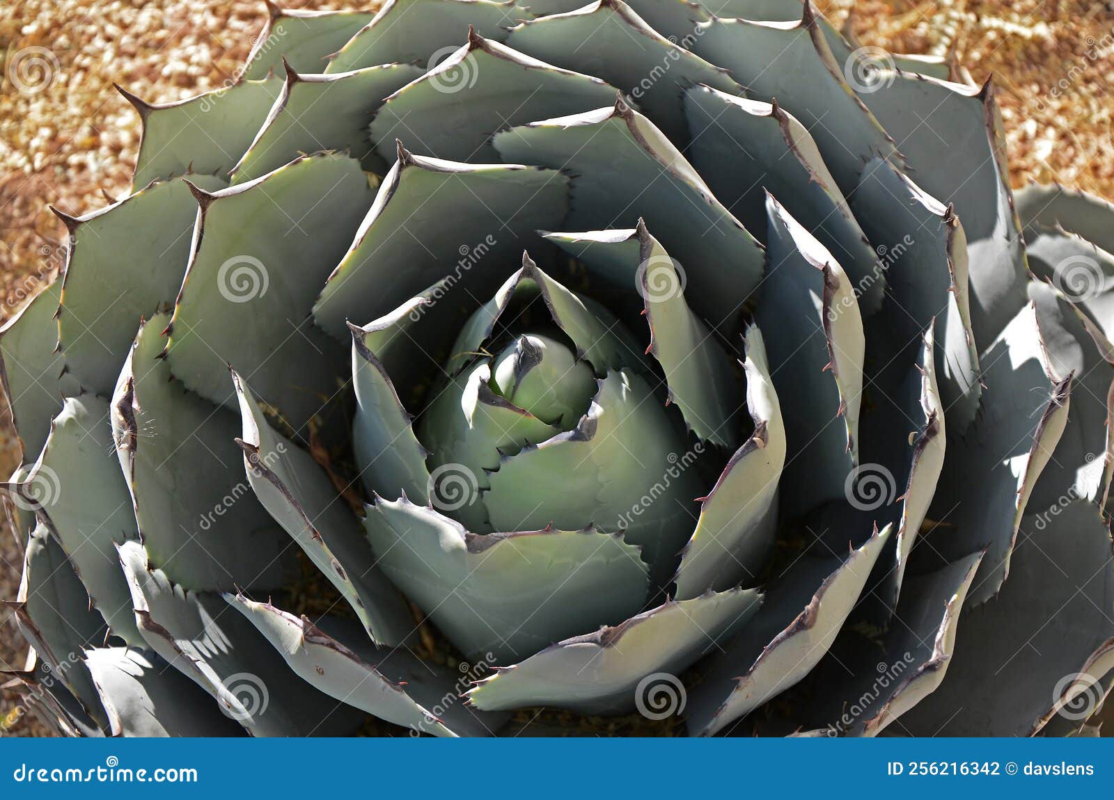 Pointed cactus stock photo. Image of vegetable, flower - 256216342