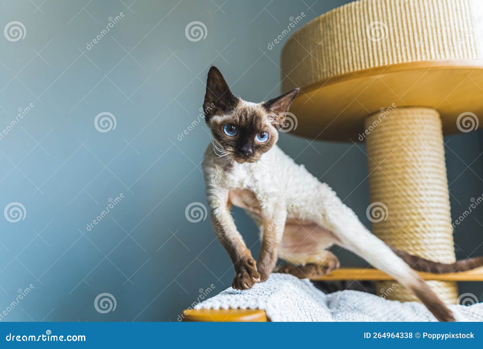 Pointed Chocolate Devon Rex Cat with Claw Sharpener Stock Photo - Image ...