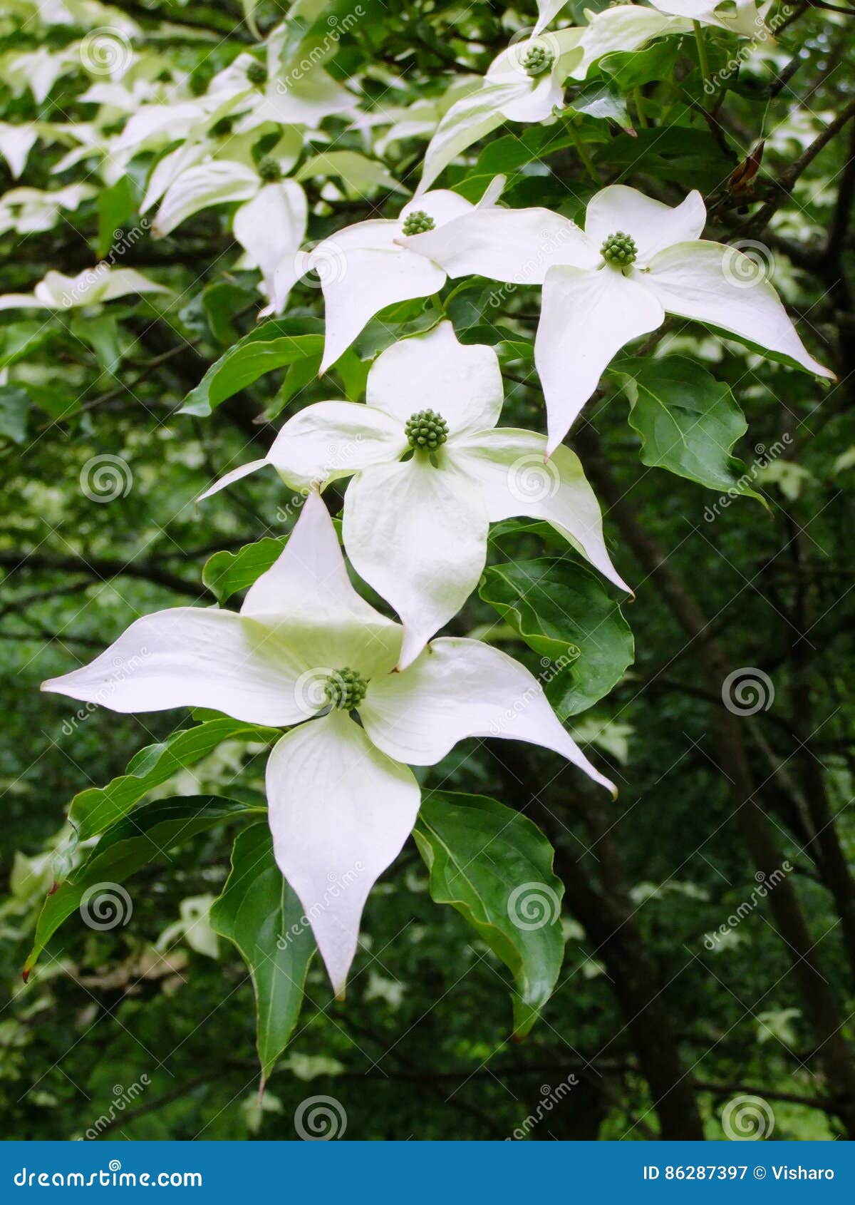 Pointed Dogwood stock image. Image of woodland, pointy - 86287397