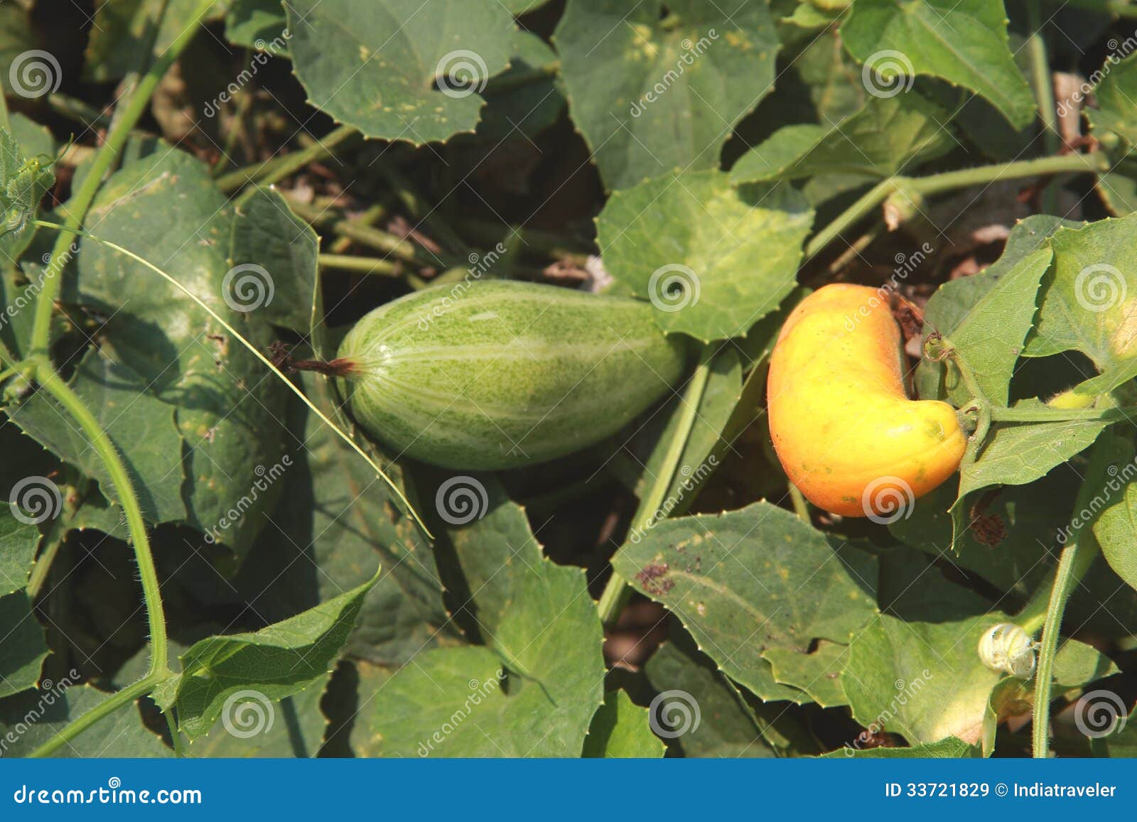Pointed Gourd. stock image. Image of cook, agriculture - 33721829