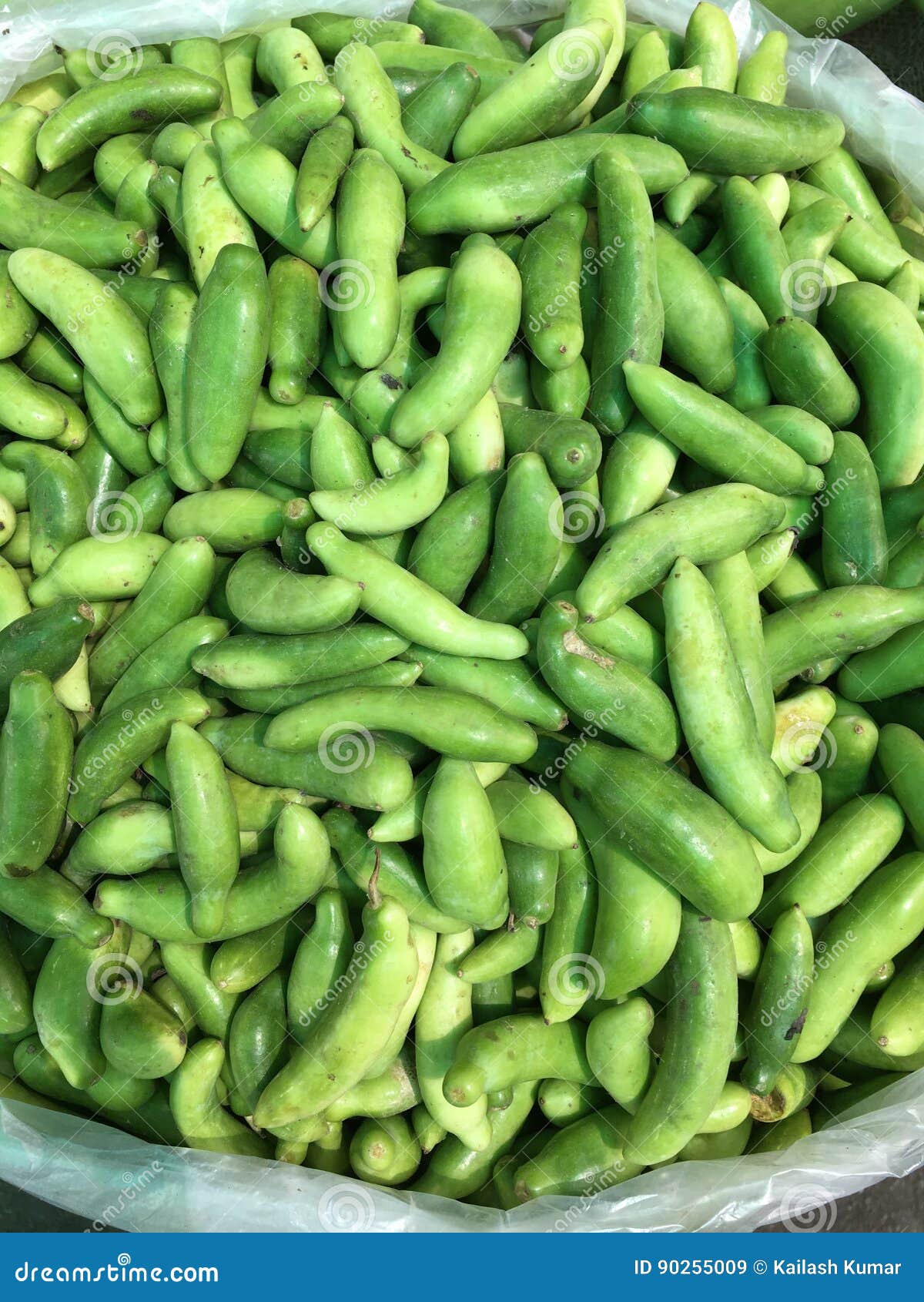 Pointed gourd, parwal stock image. Image of white, gourd - 90255009
