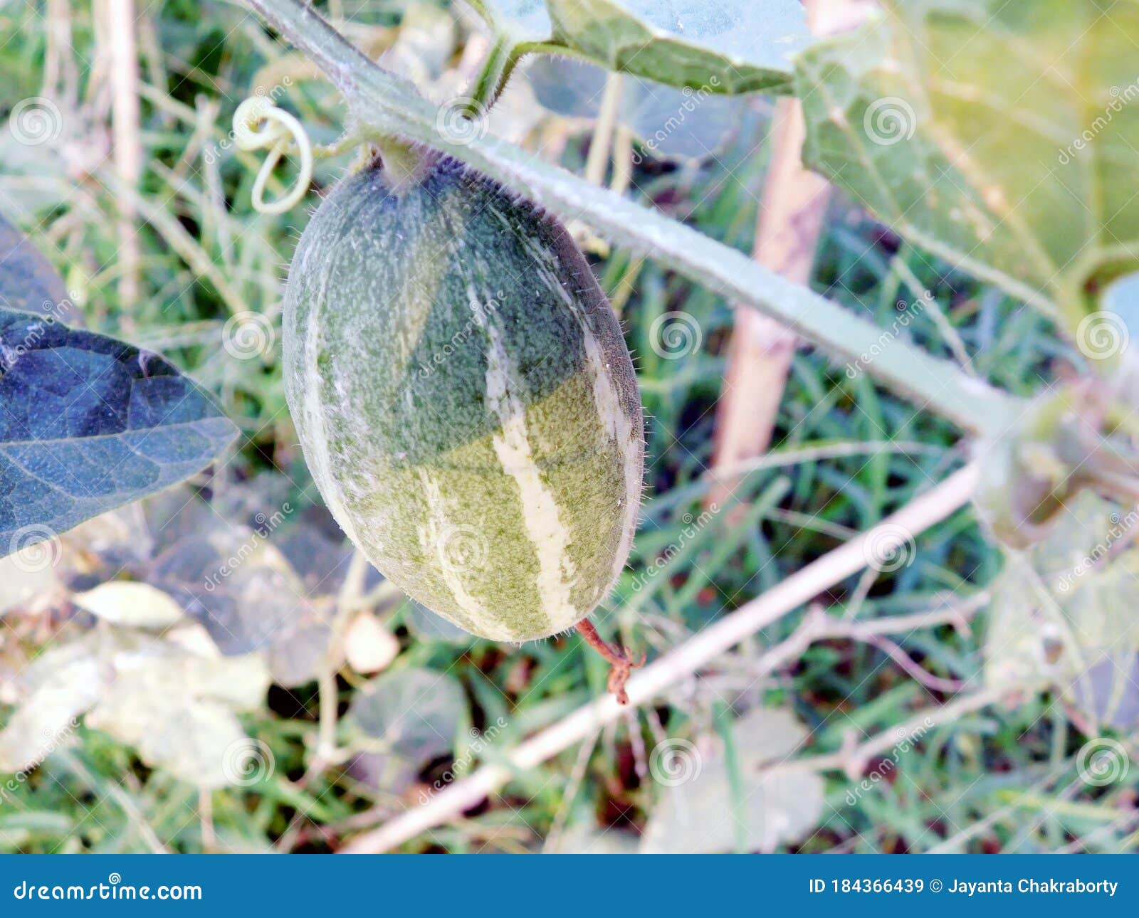 Pointed Gourd Plant in India Stock Image - Image of food, plant: 184366439