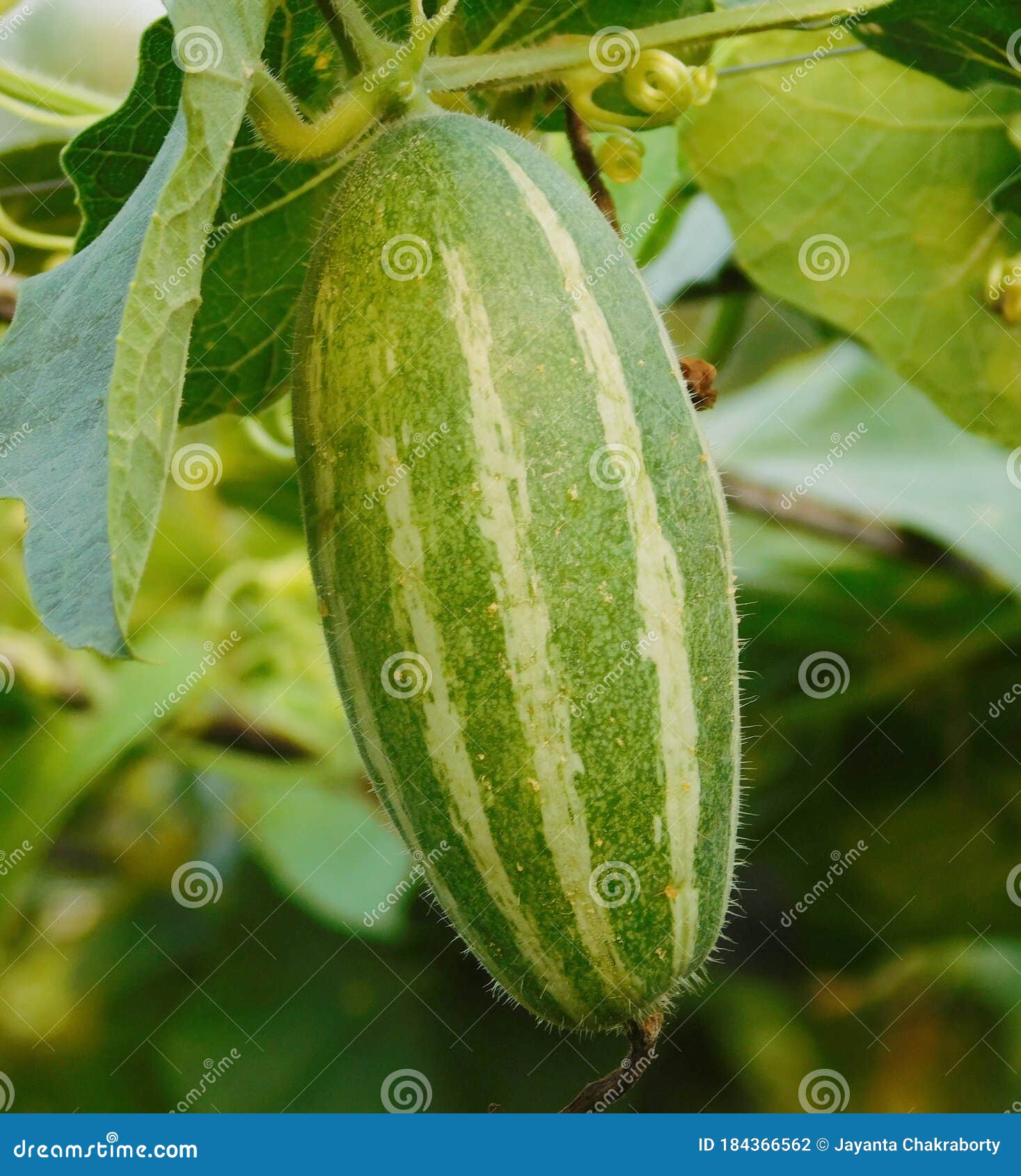 Pointed Gourd Plant in India Stock Photo - Image of edible, indian ...